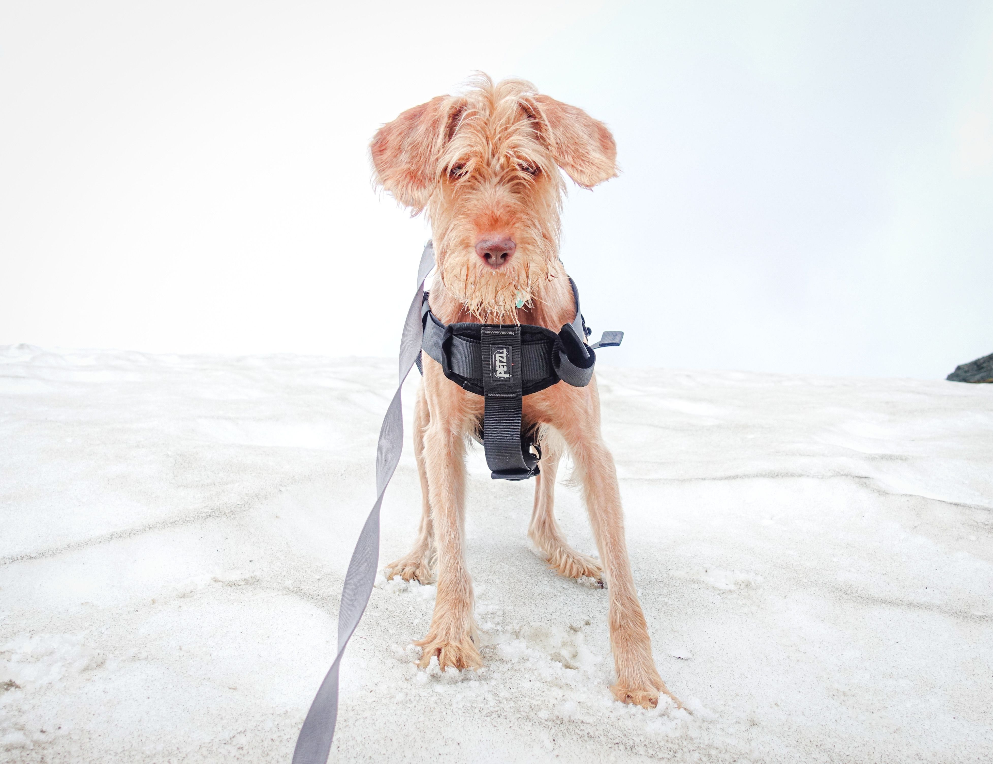 Cute Dog in Harness · Free Stock Photo
