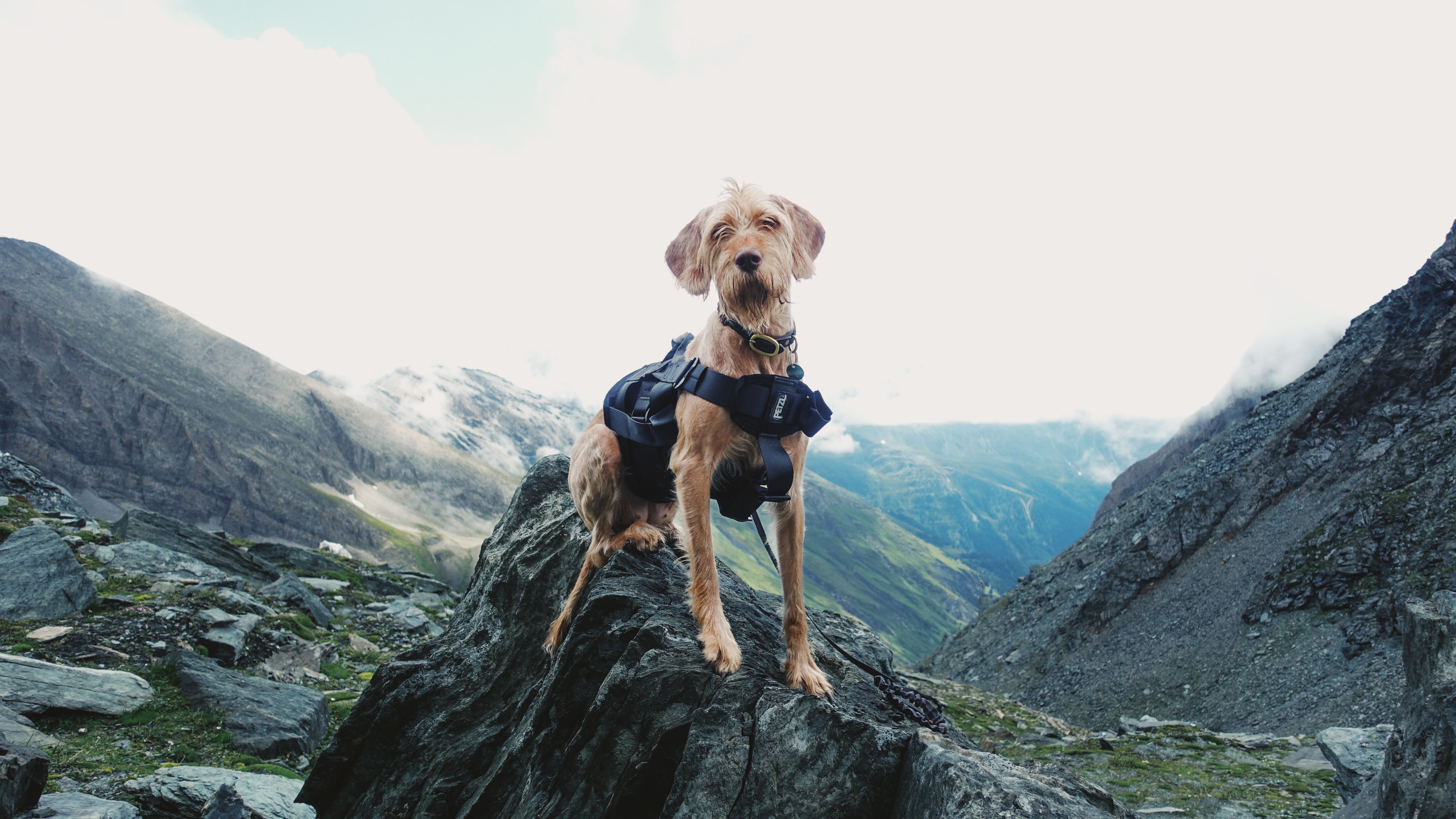 Foto de stock gratuita sobre arnés, aventura, canino, fotografía de ...