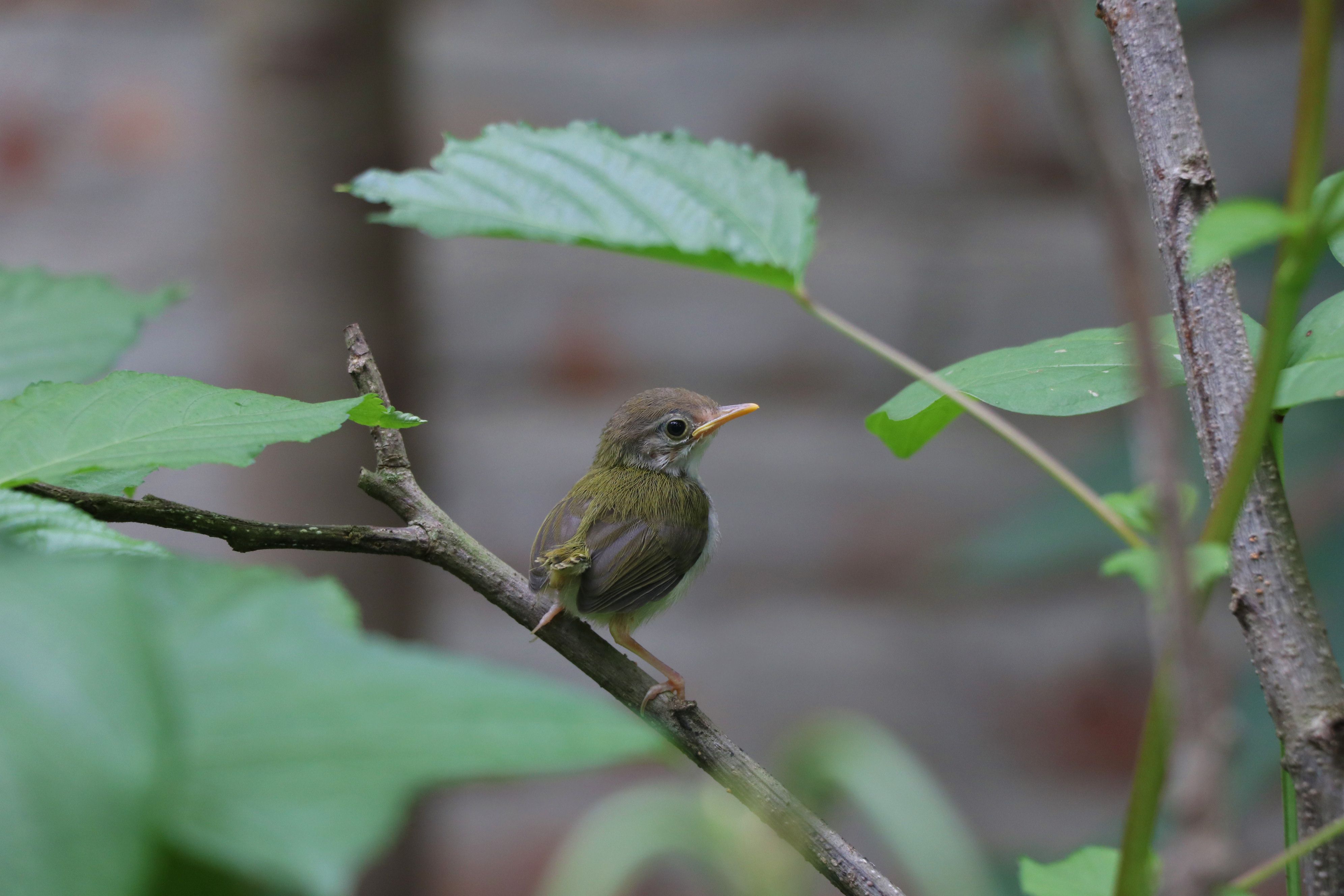 Common Tailorbird in Nature · Free Stock Photo