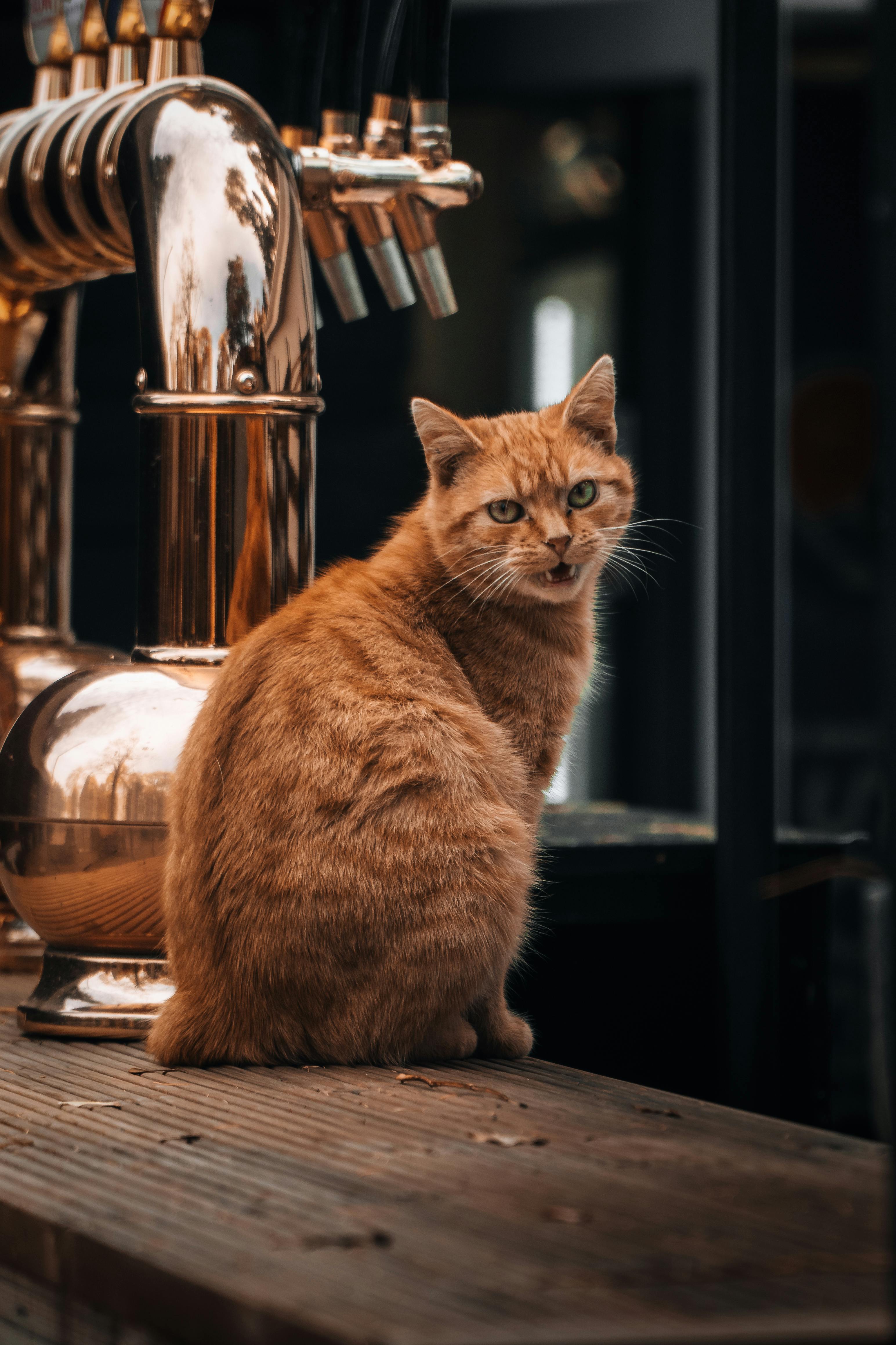 Cat With Beer Photos, Download The BEST Free Cat With Beer Stock Photos ...