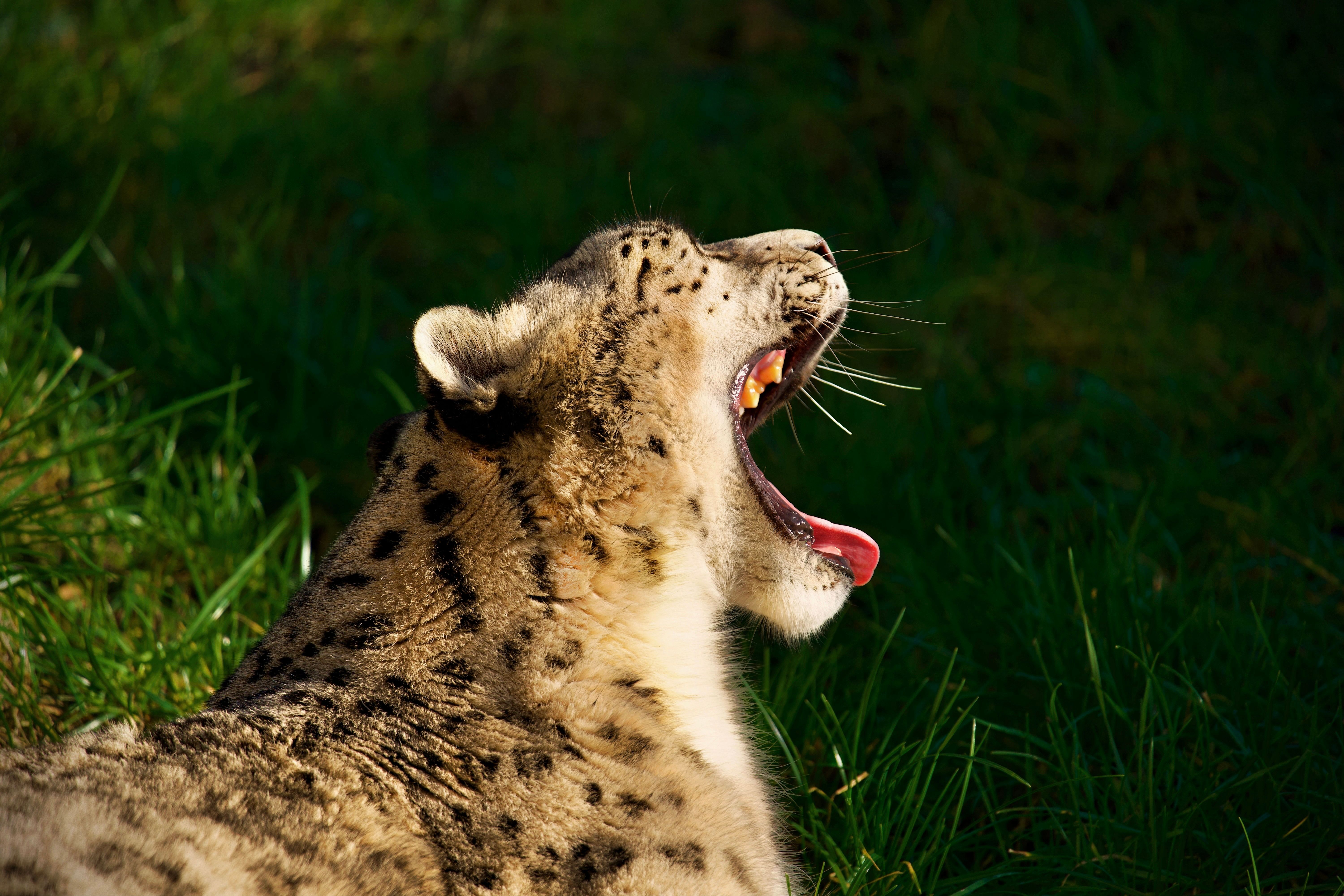 A Yawning Leopard Lying on the Grass · Free Stock Photo