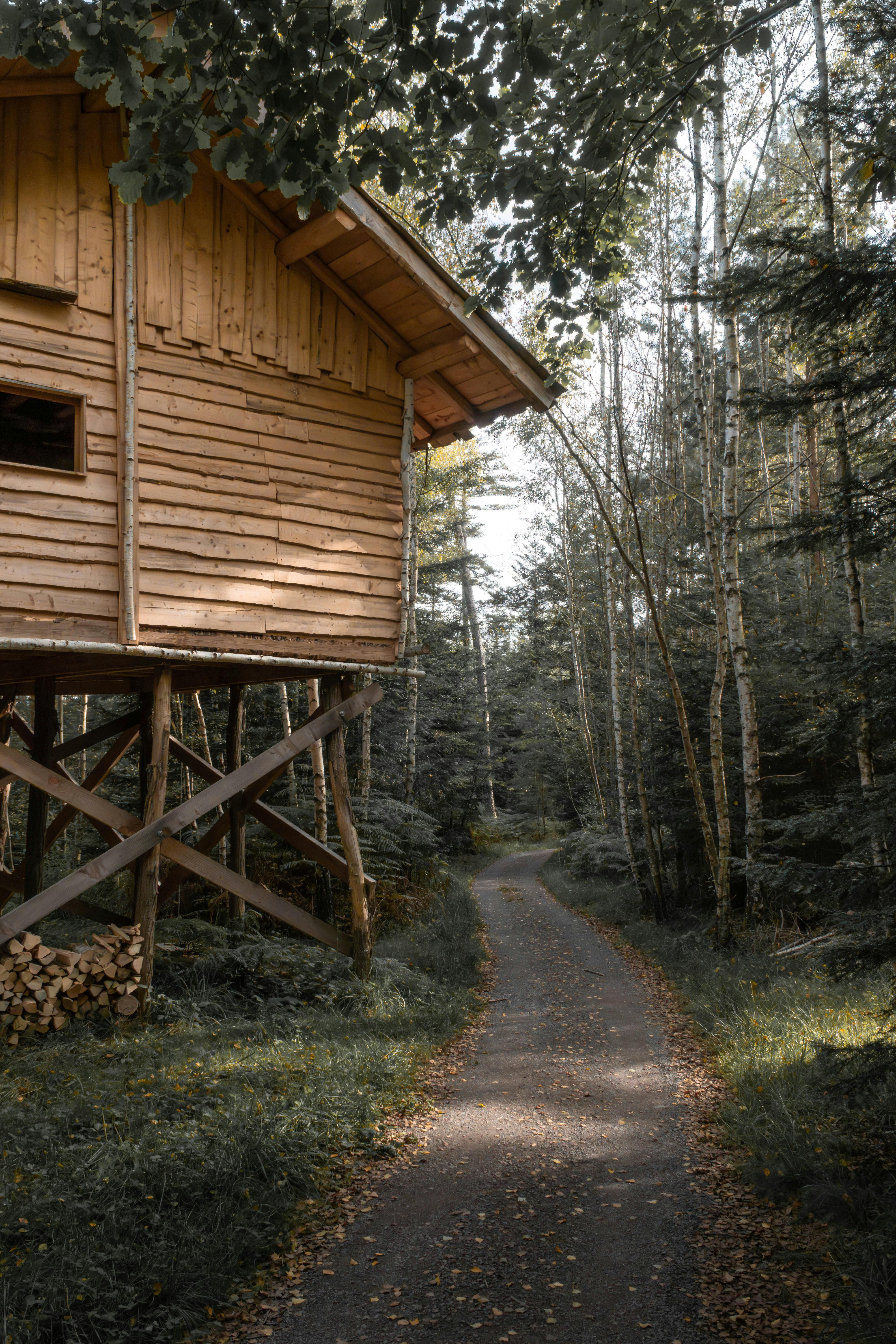 A Pathway and Wooden House on Stilts in the Forest · Free Stock Photo
