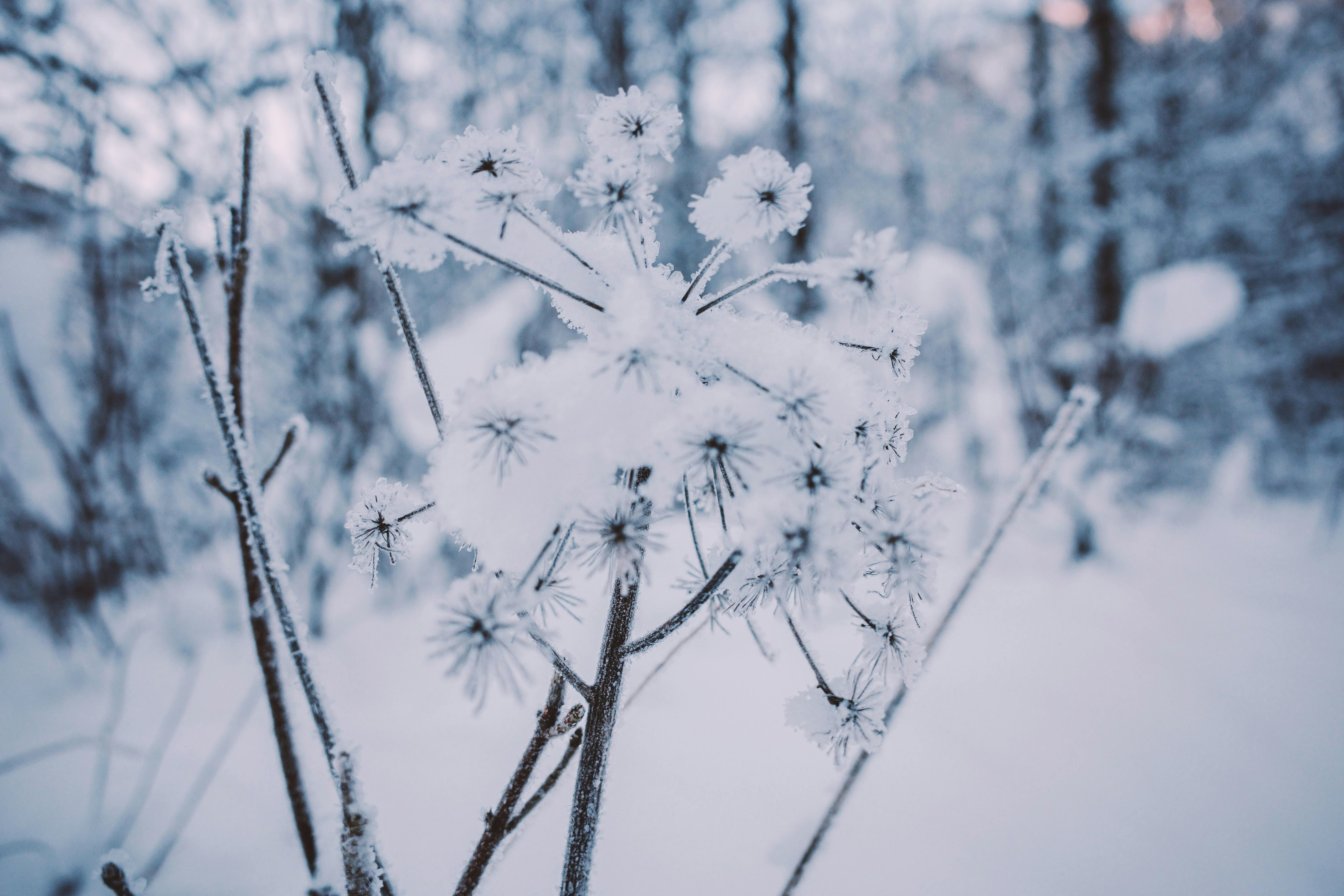 Close-up of Snowy Plants and Trees in a Forest · Free Stock Photo