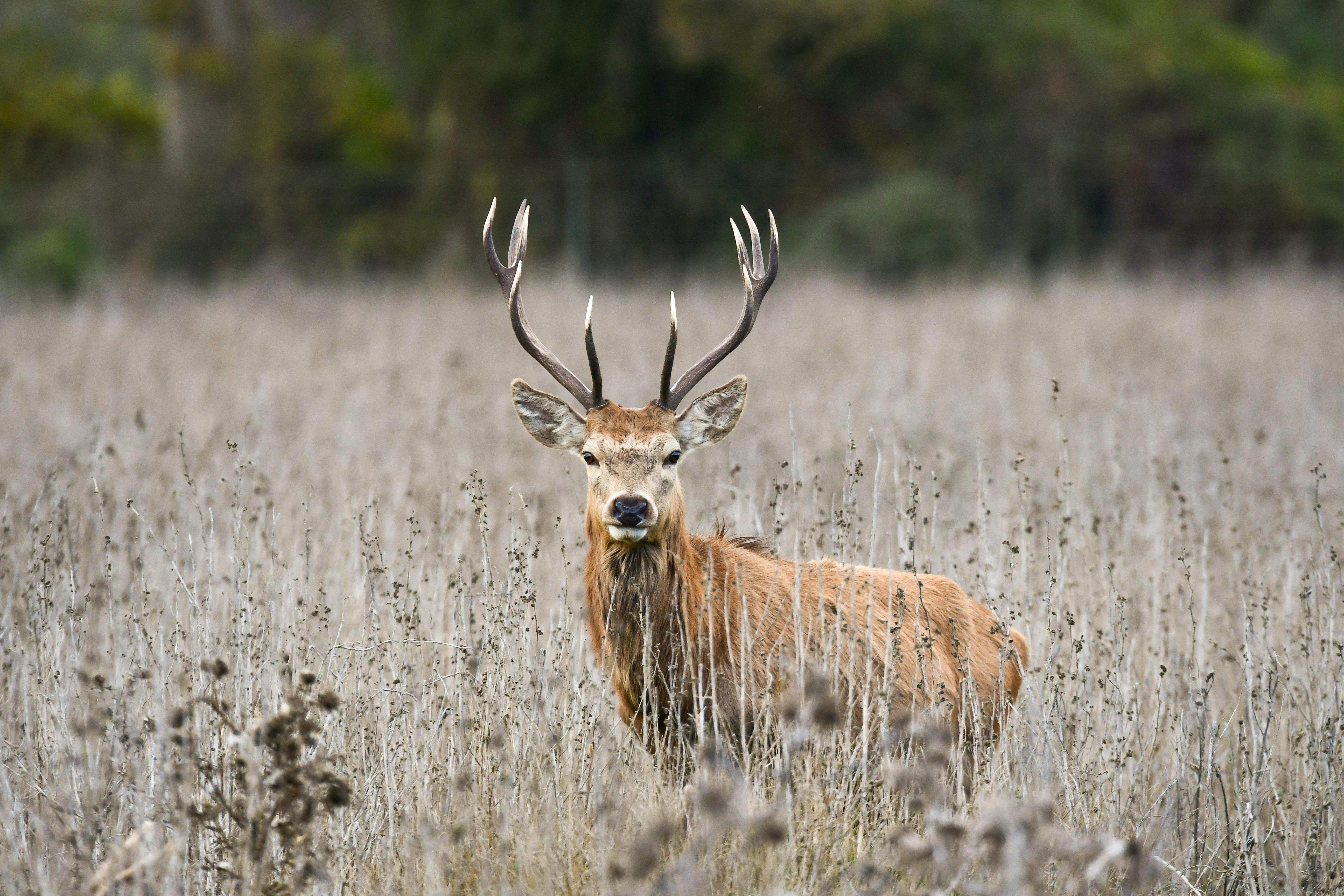 A Deer in a Field · Free Stock Photo