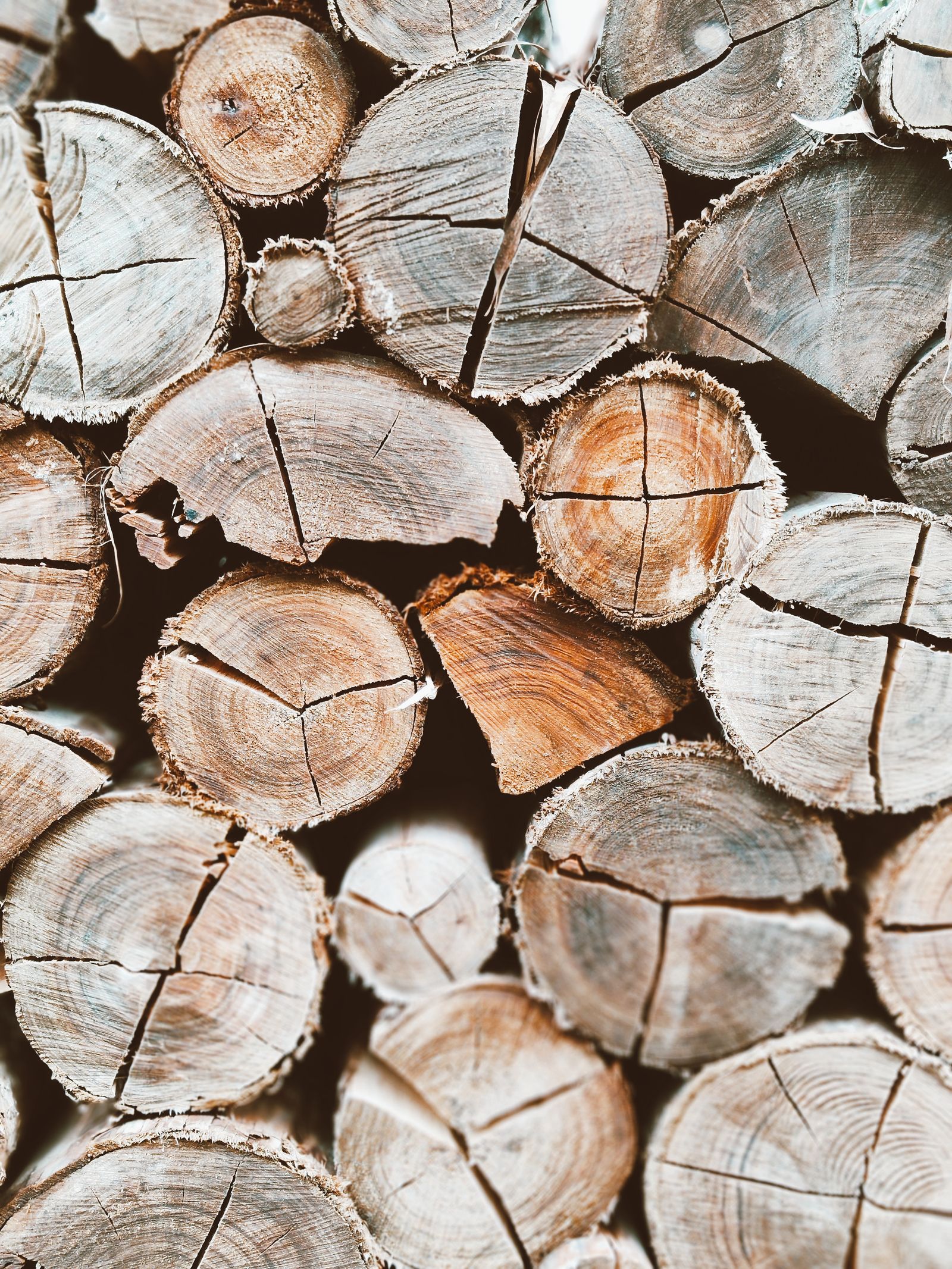 Wood Log Photos, Download The BEST Free Wood Log Stock Photos & HD Images