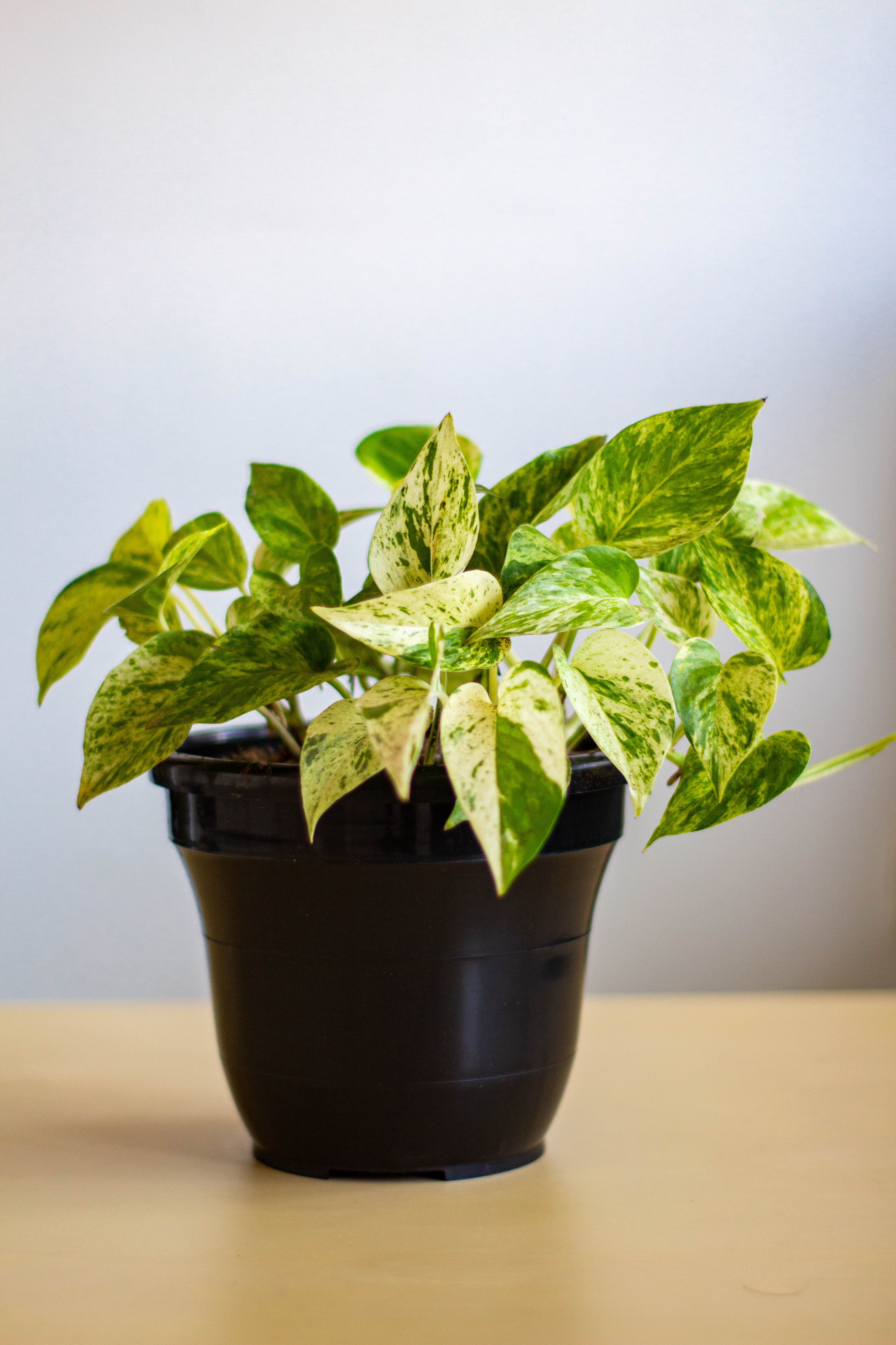 Plant in a Pot · Free Stock Photo