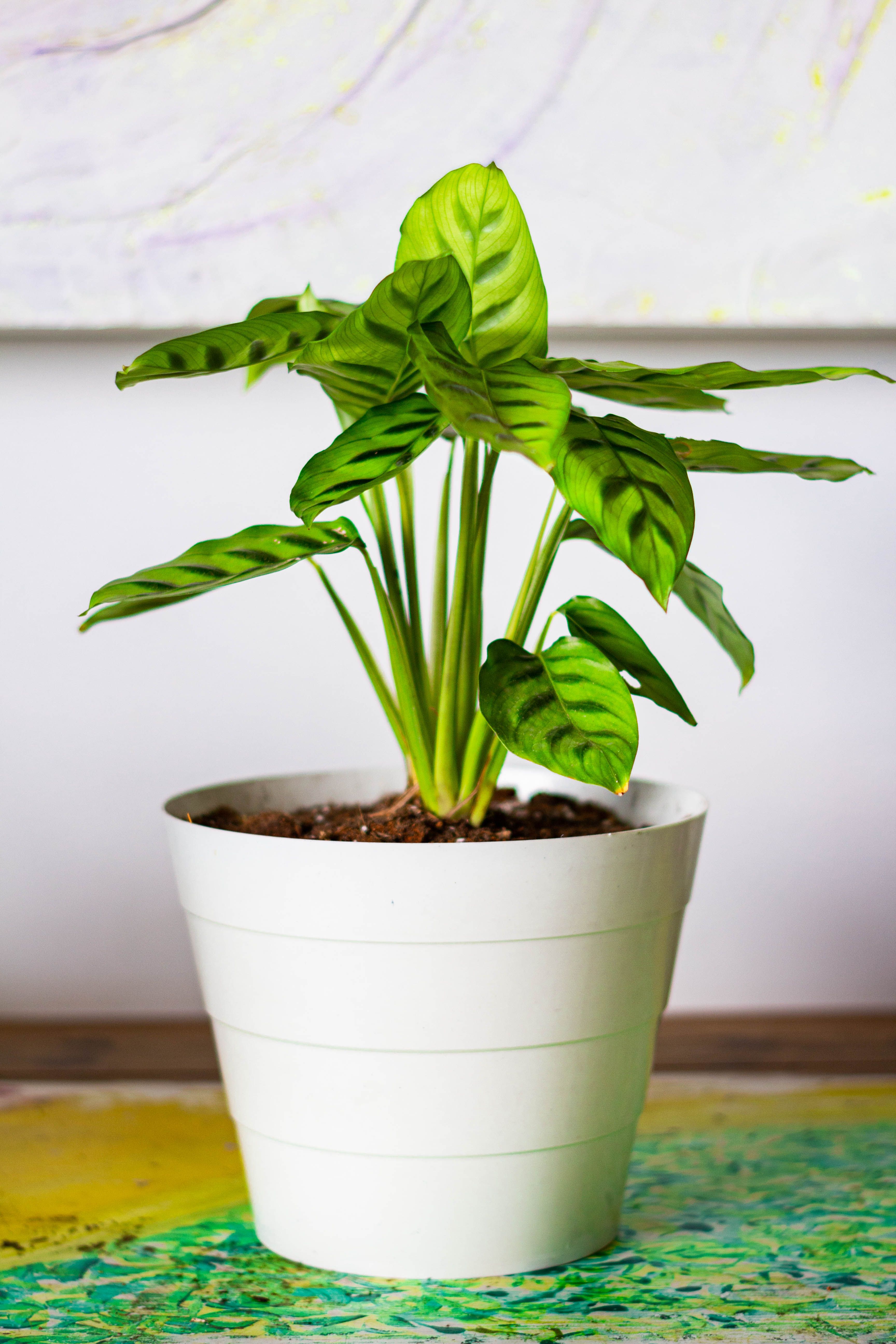 Plant in a Pot · Free Stock Photo