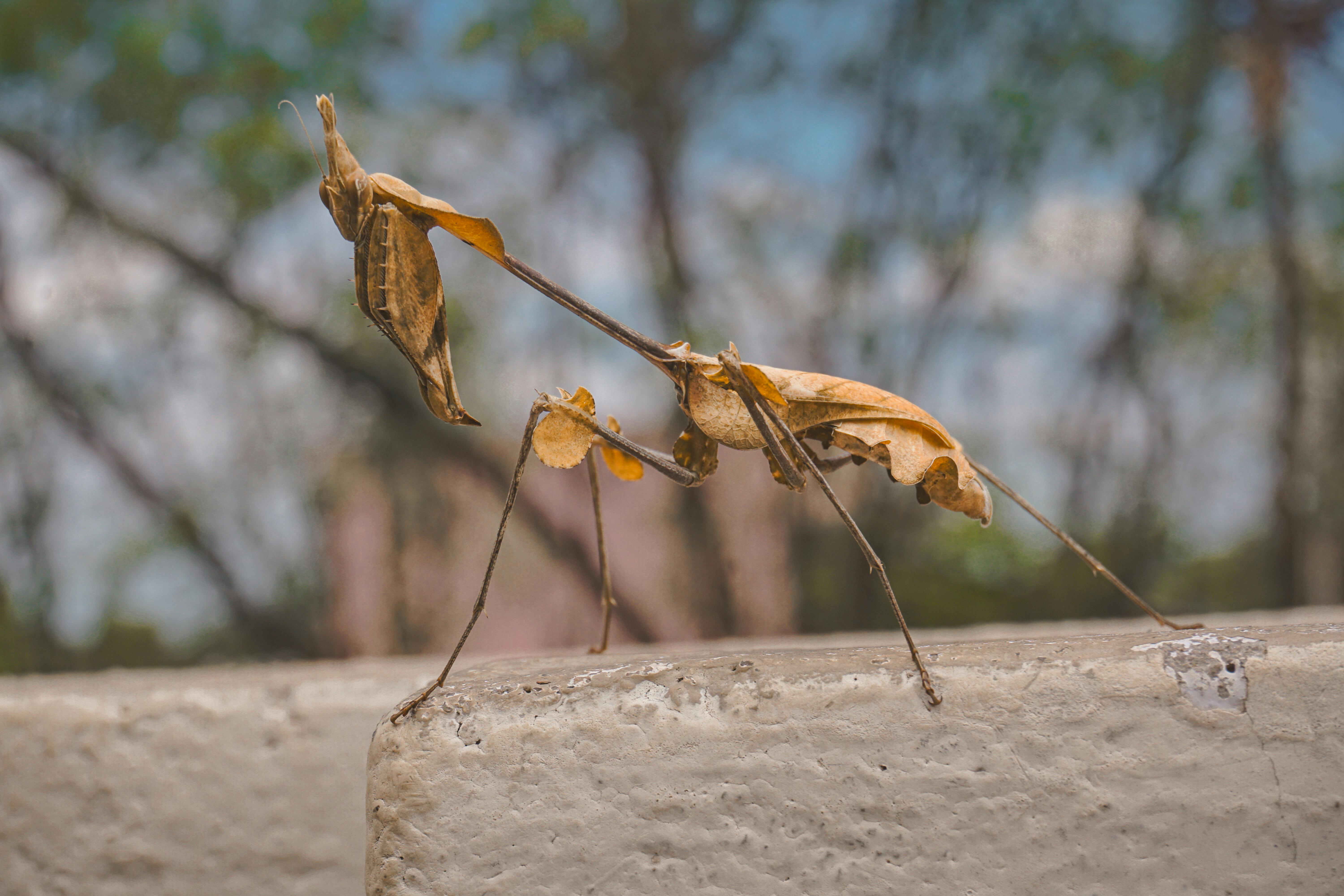 Phyllium Bioculatum Photos, Download The BEST Free Phyllium Bioculatum ...