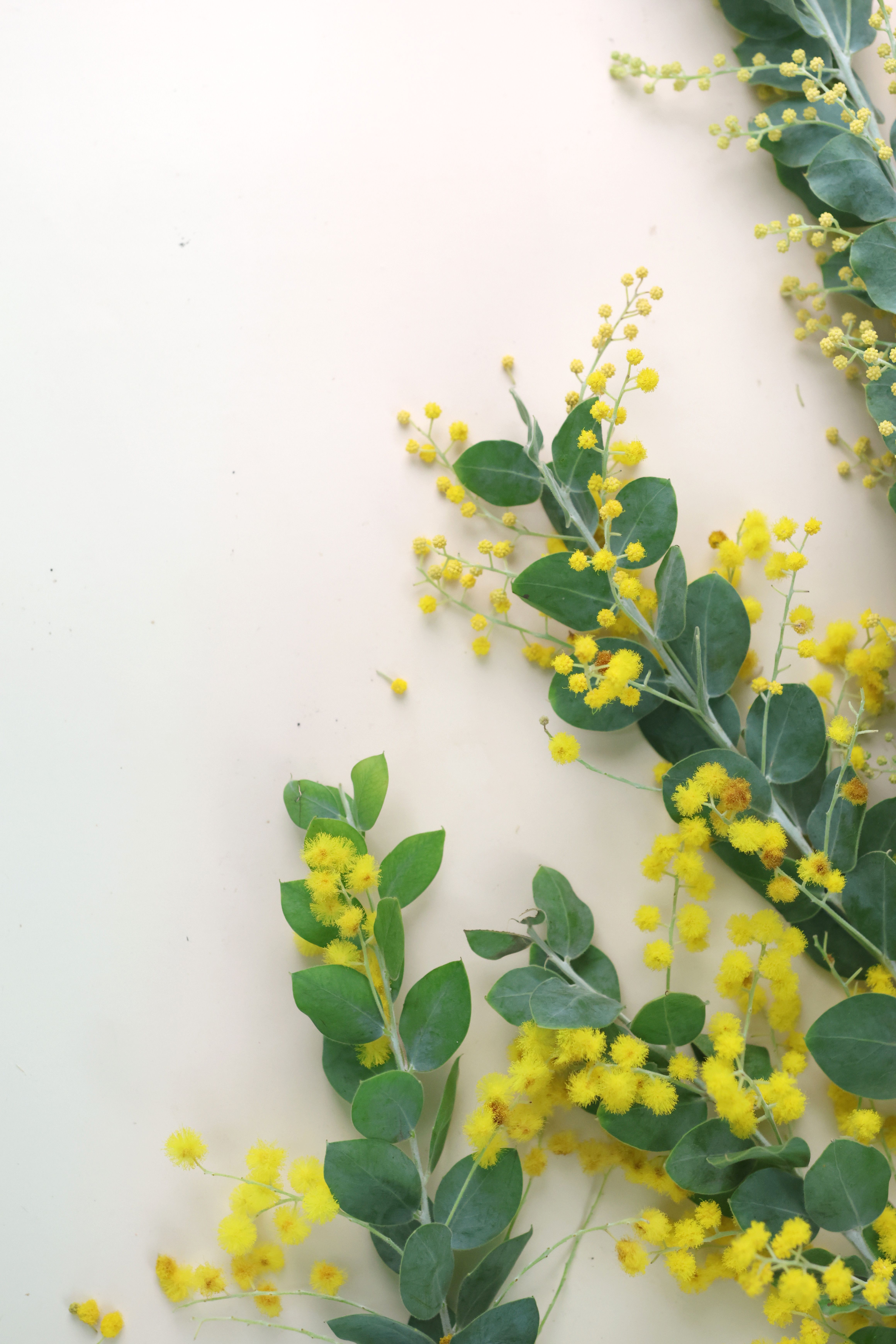 Decorative Branches with Flowers of Pearl Acacia · Free Stock Photo