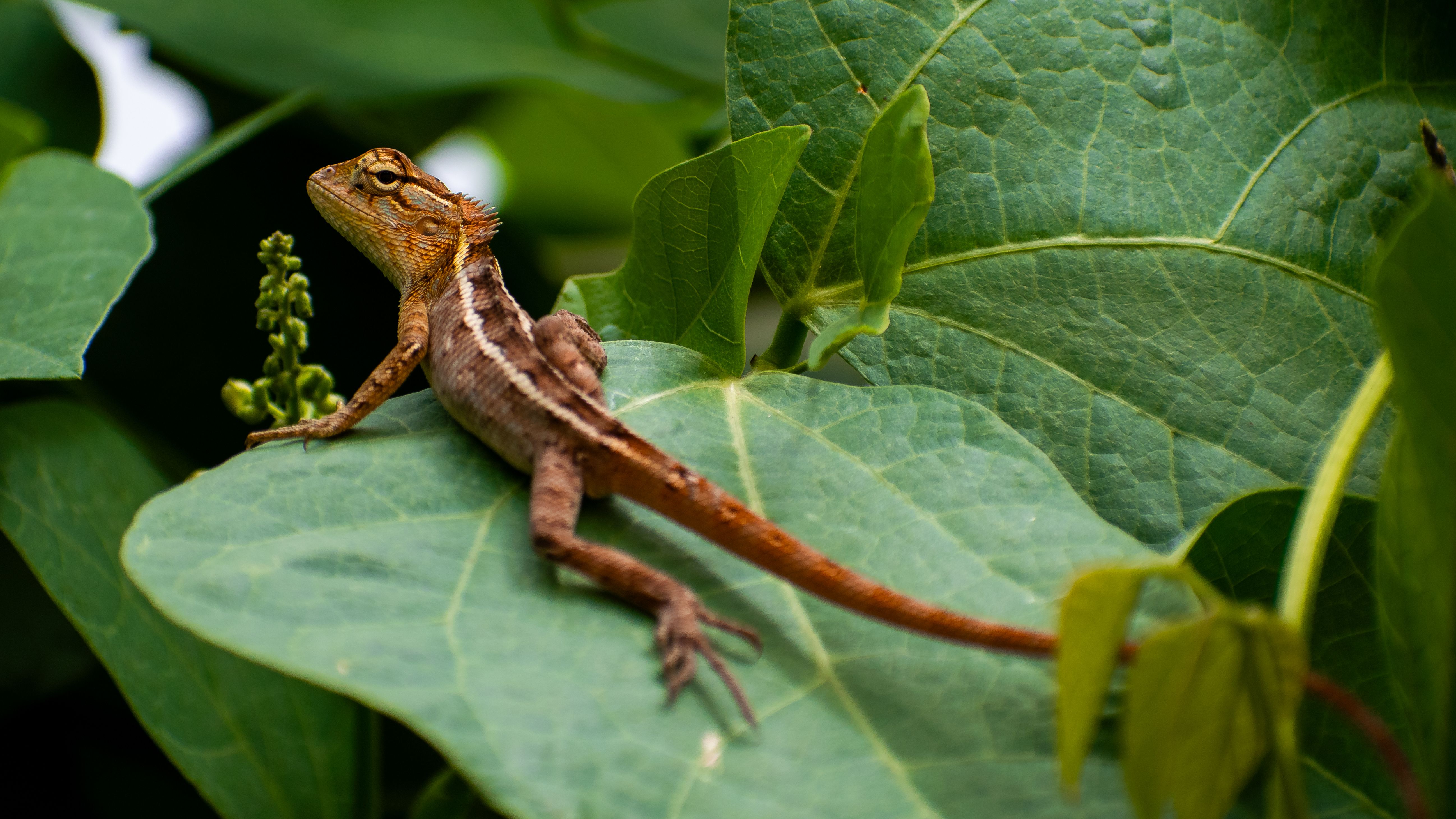 Close-up of an Oriental Garden Lizard Sitting on a Plant · Free Stock Photo