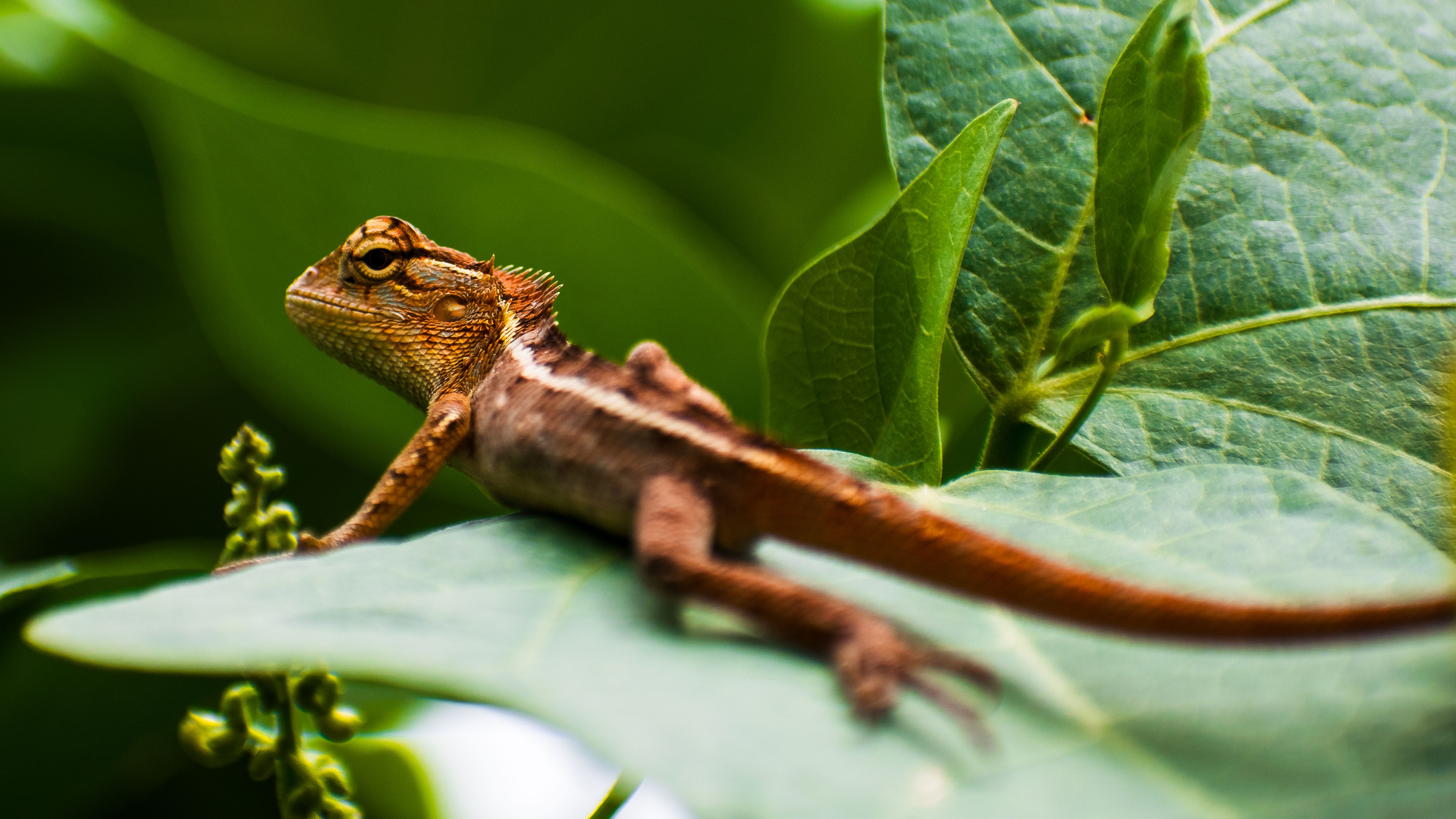 Lizard on Leaf · Free Stock Photo