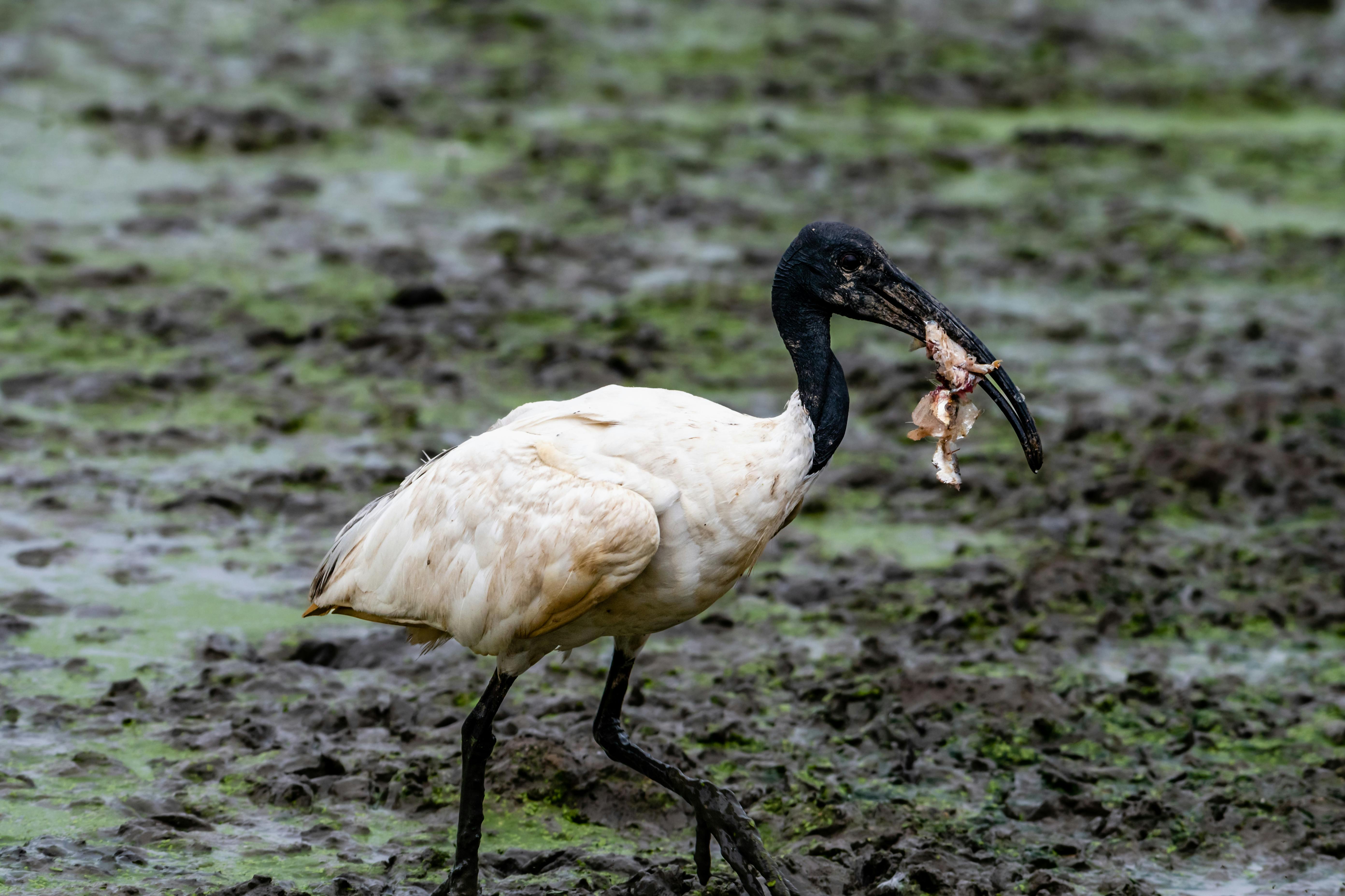 Ibis Photos, Download The BEST Free Ibis Stock Photos & HD Images