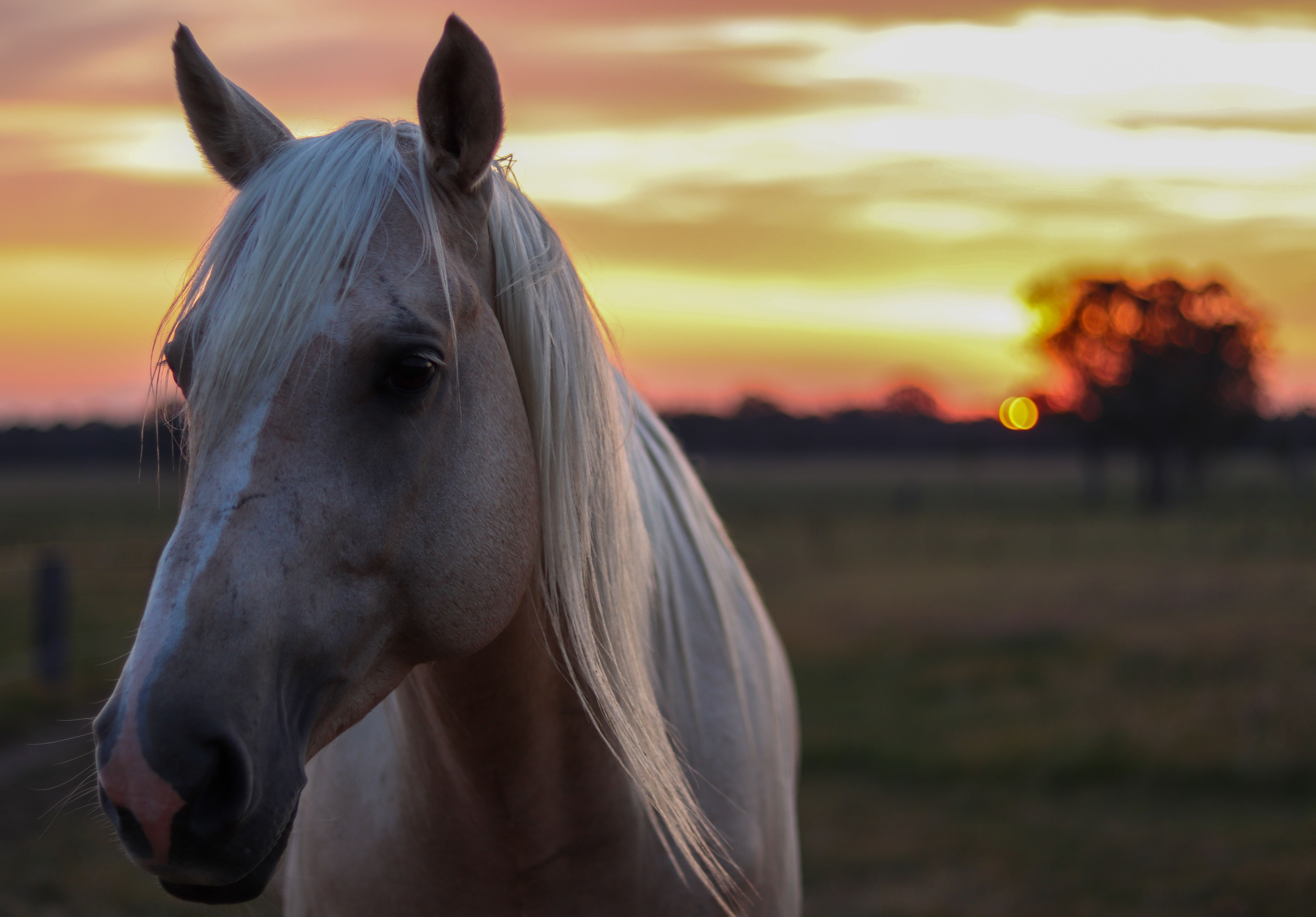 Close-up of Palomino Horse in the Pasture at Sunset · Free Stock Photo