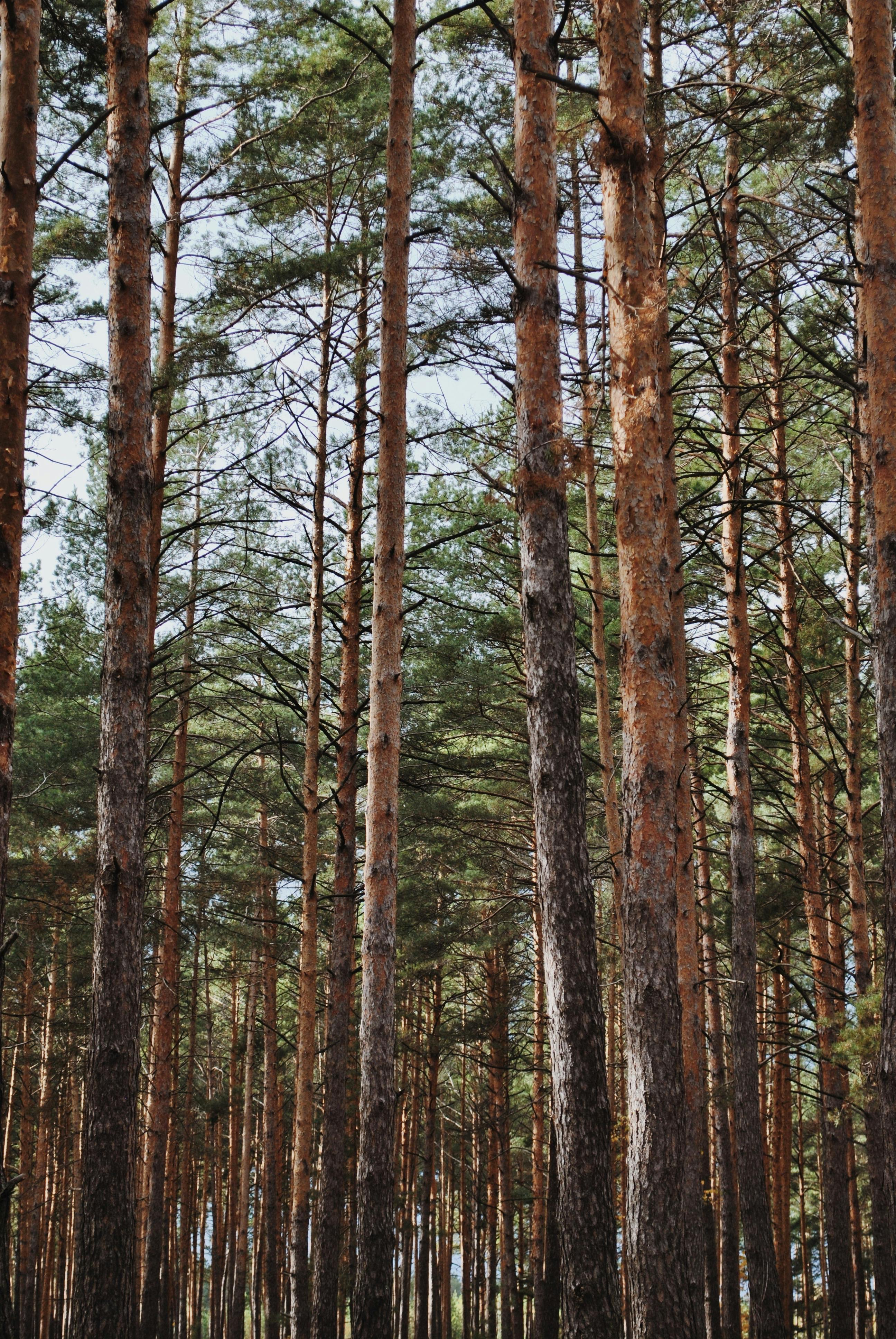 Tangled Branches of Trees in Forest · Free Stock Photo