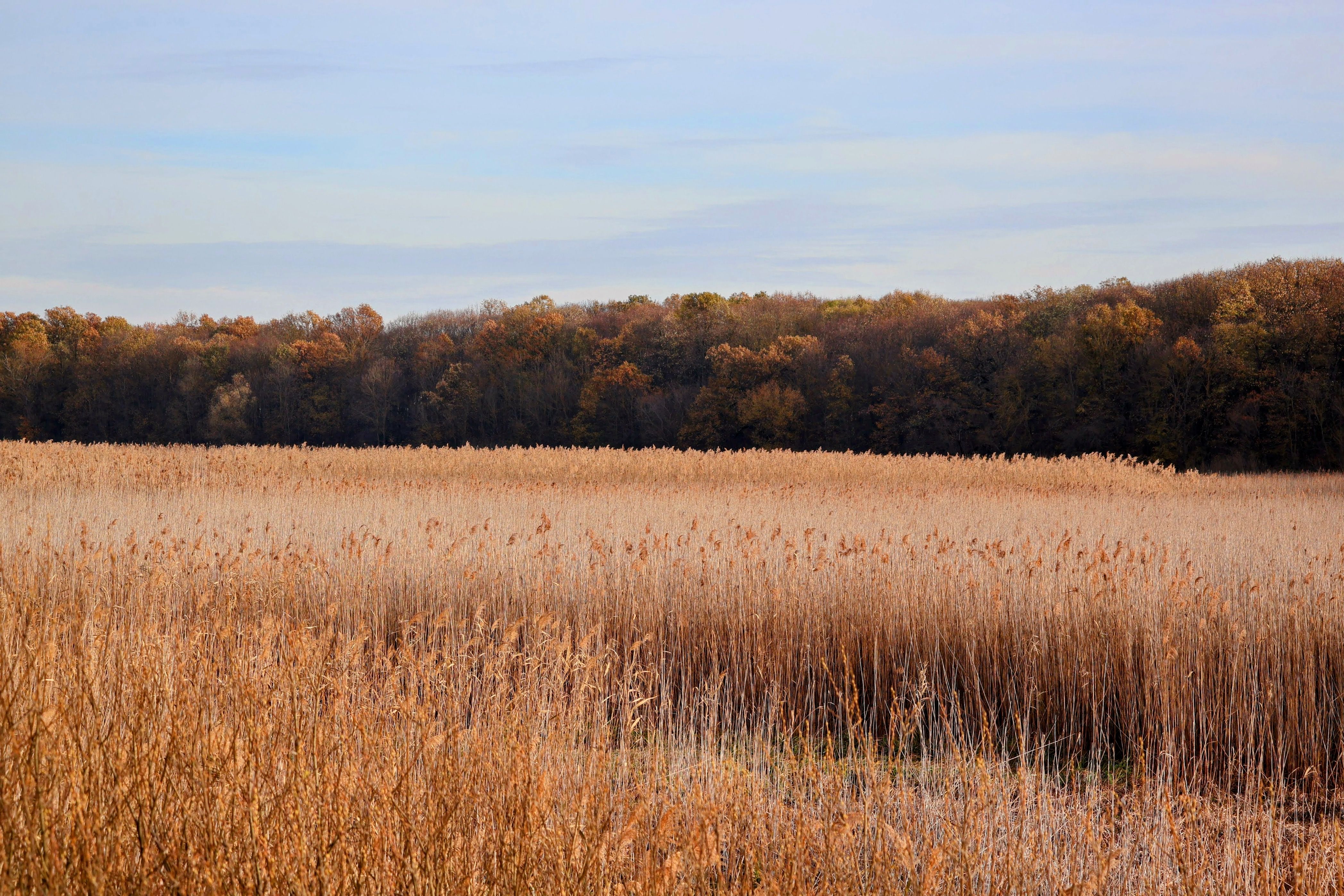 Grasses on Grassland and Forest behind in Countryside · Free Stock Photo