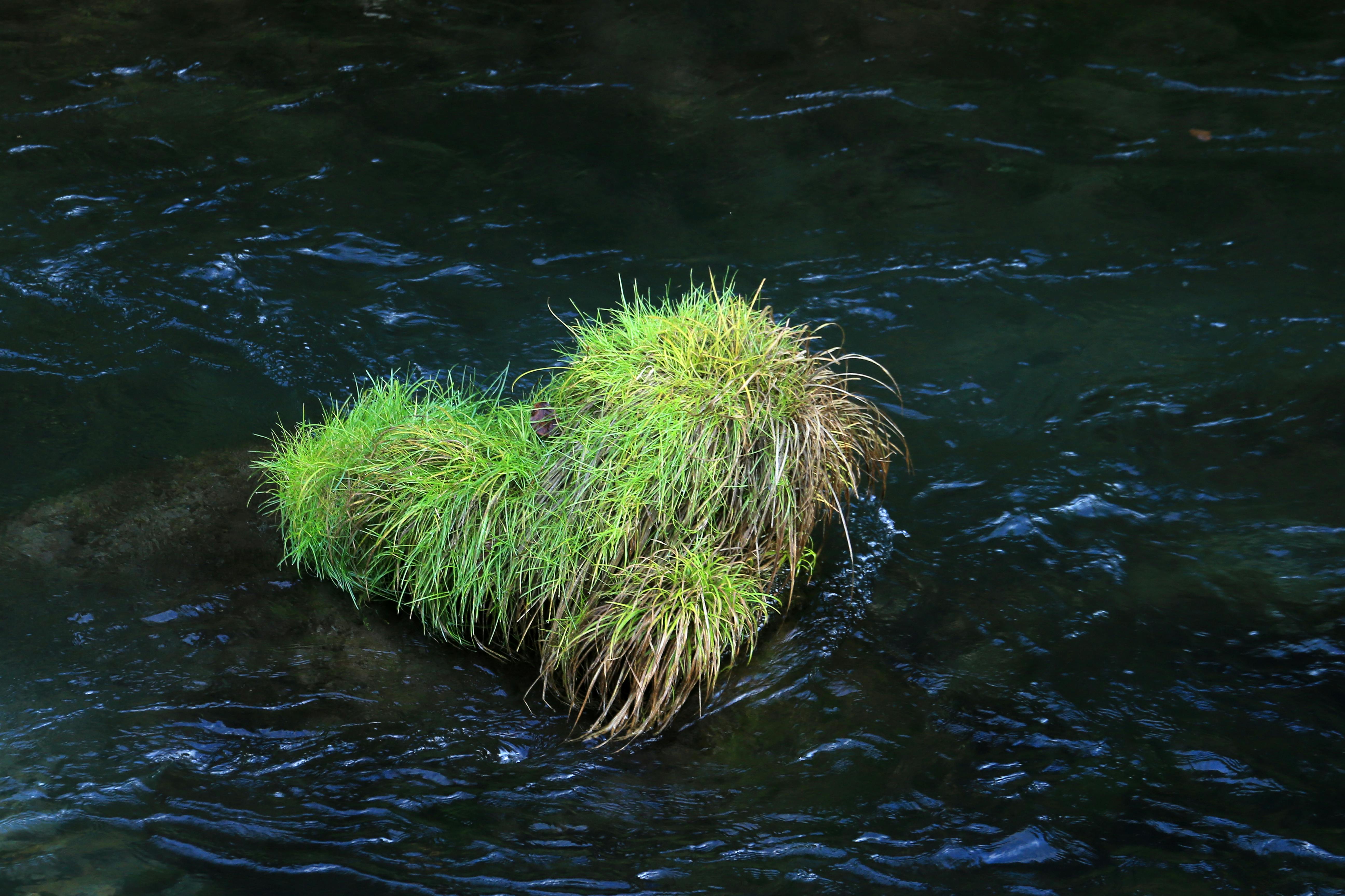 Green Grass on Stream Water · Free Stock Photo