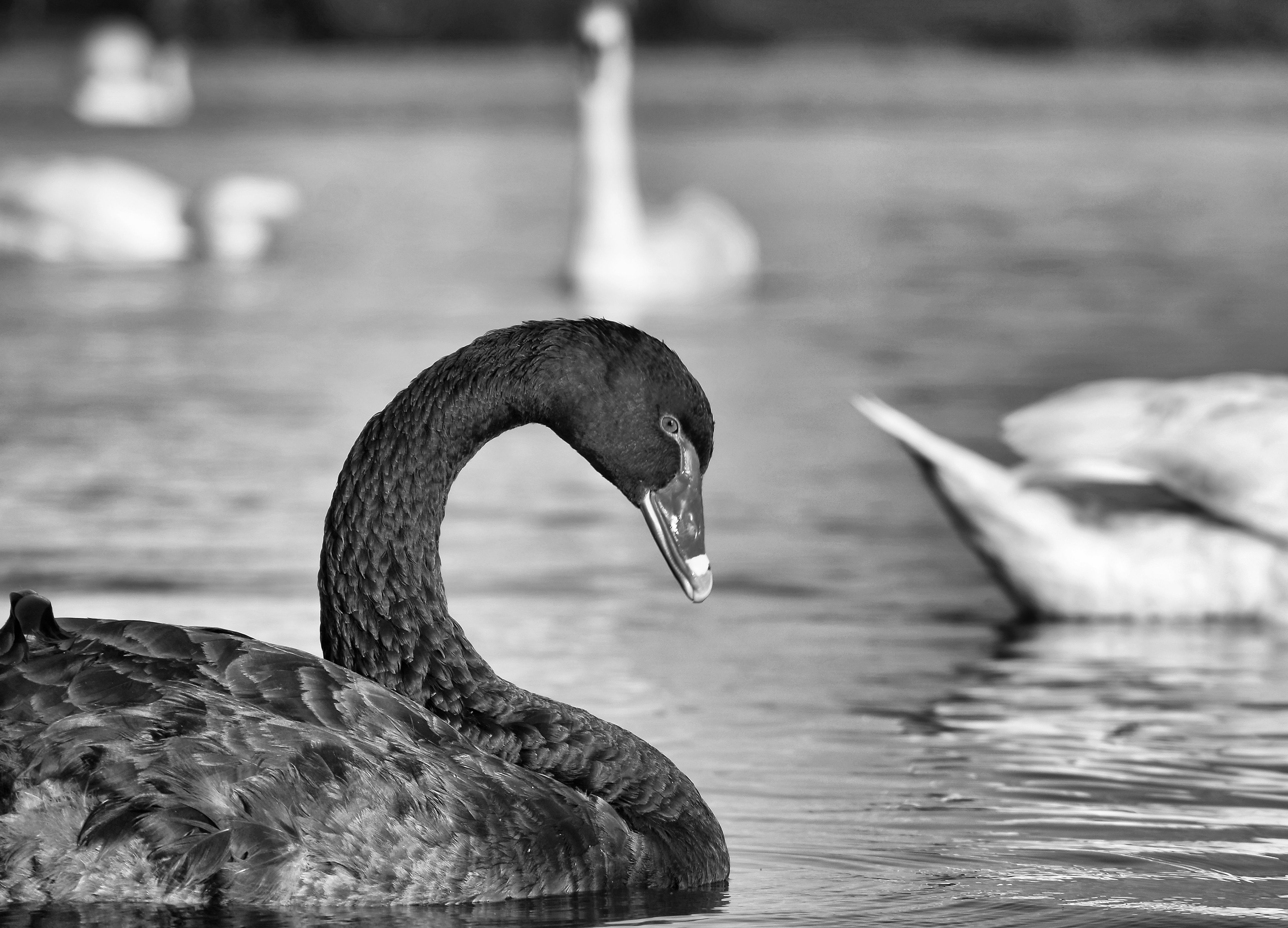 Close-up Grayscale Photo of Swan · Free Stock Photo