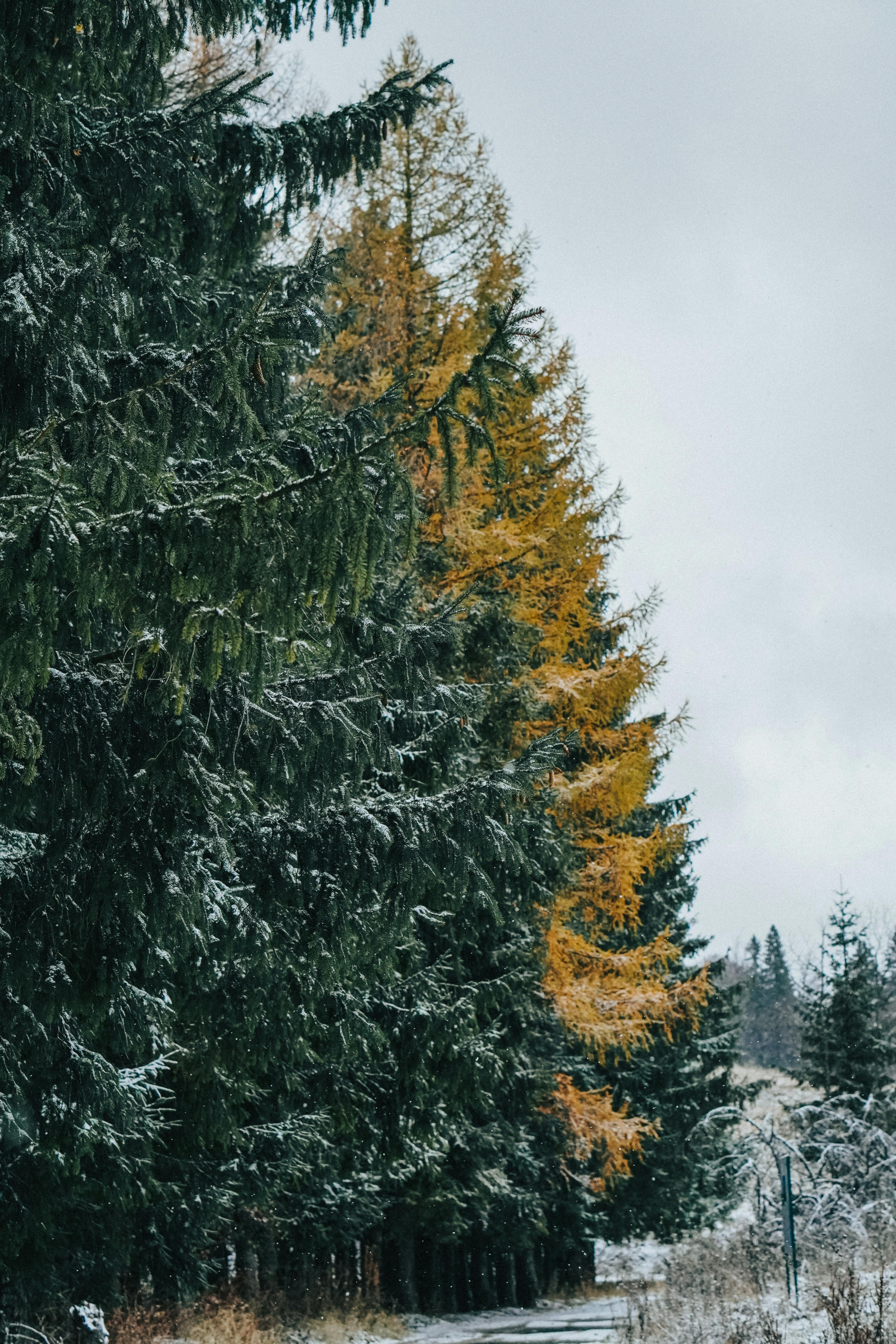 Evergreen Trees in Winter · Free Stock Photo