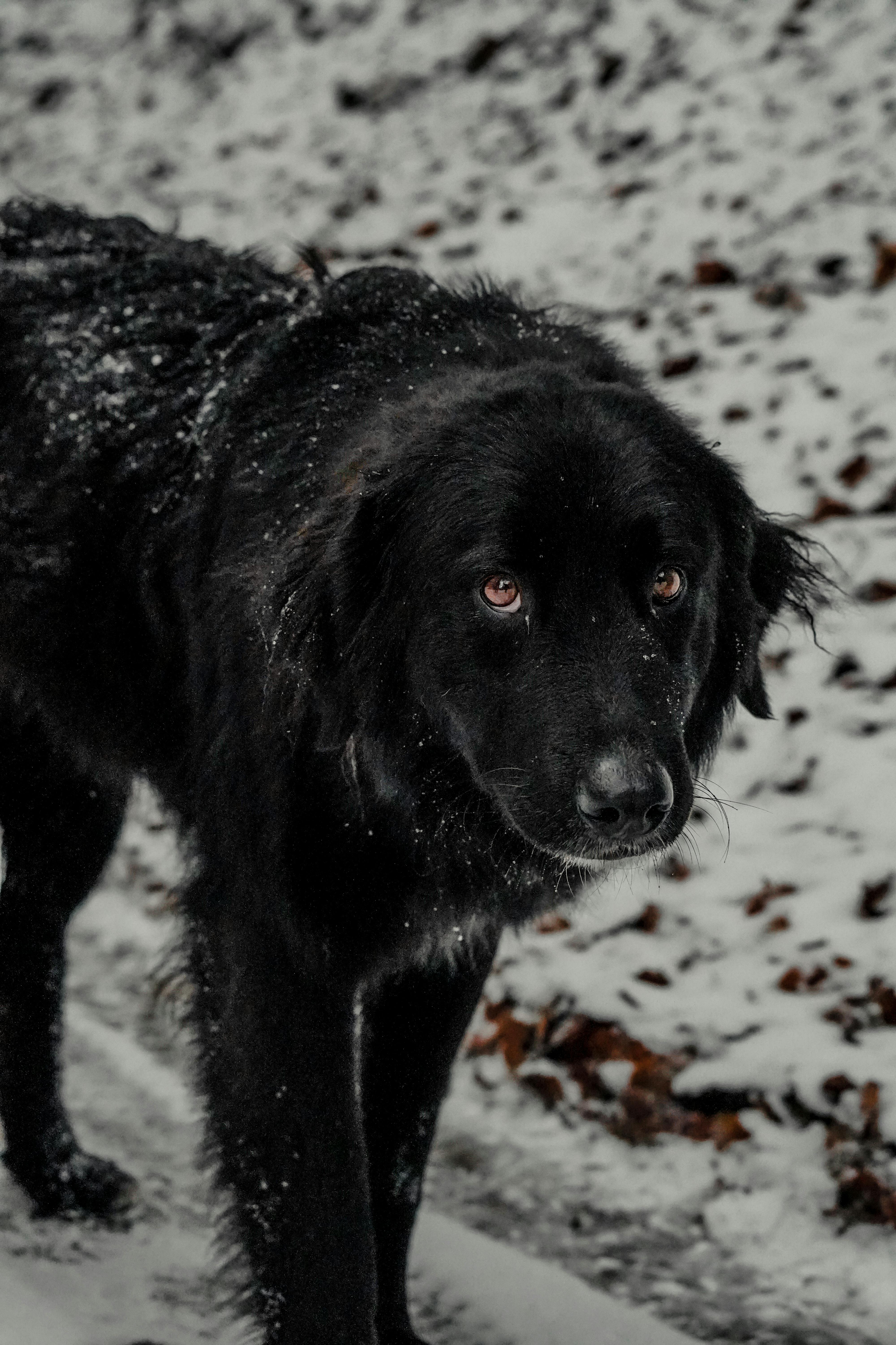 Romanian Raven Shepherd Dog in Winter · Free Stock Photo