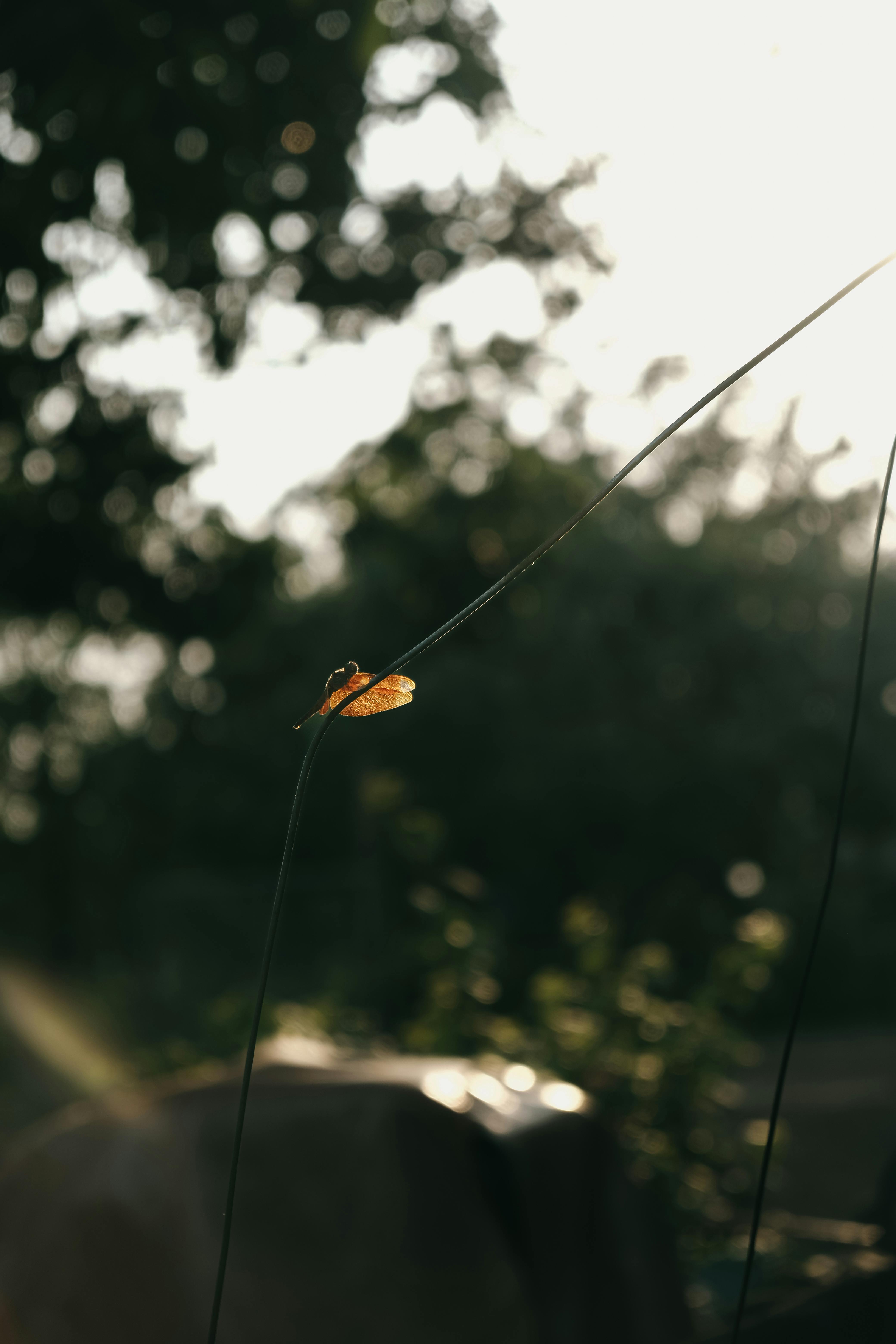 Summer Nature Photos, Download The BEST Free Summer Nature Stock Photos ...