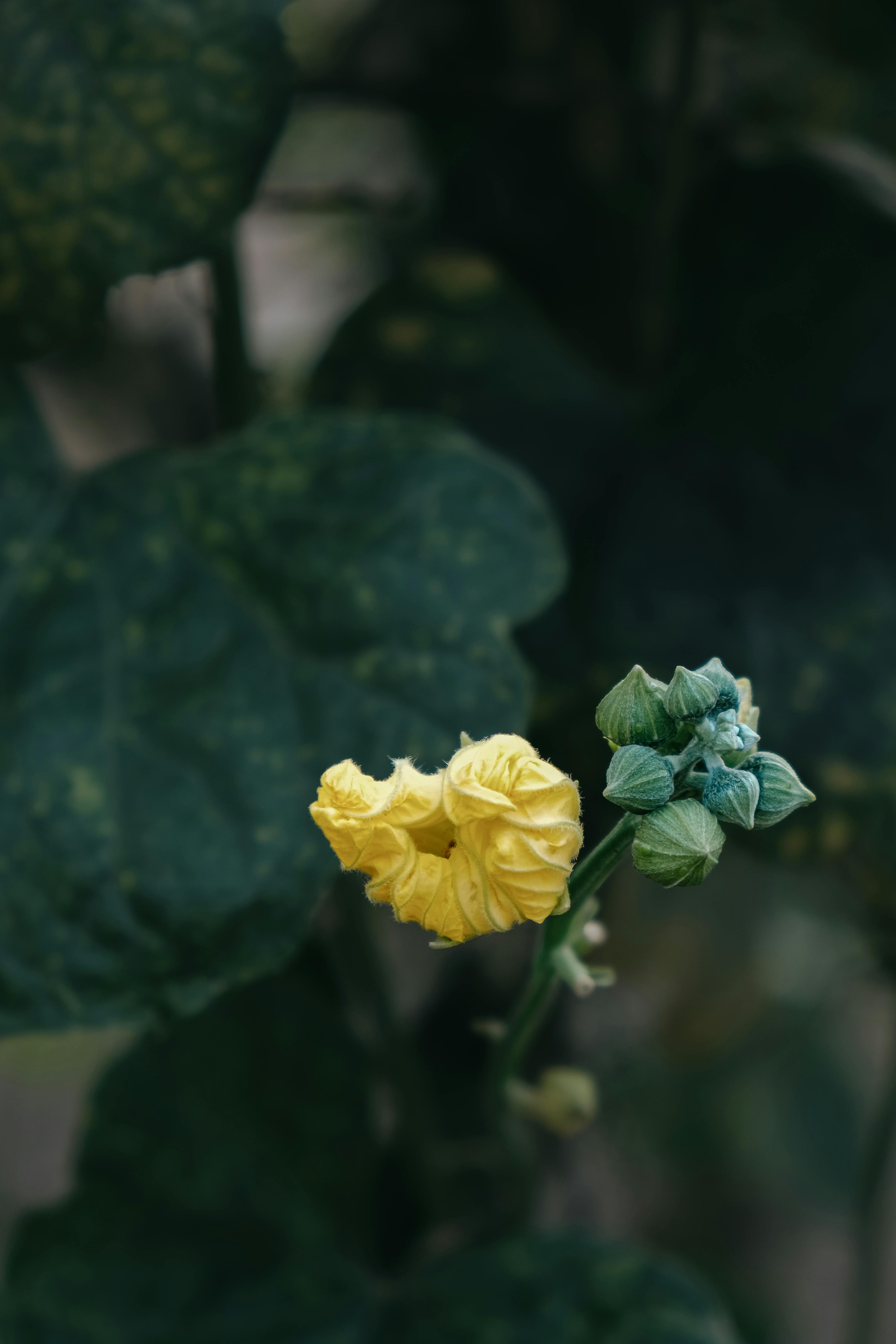 Close-up of a a Yellow Flower and Buds · Free Stock Photo