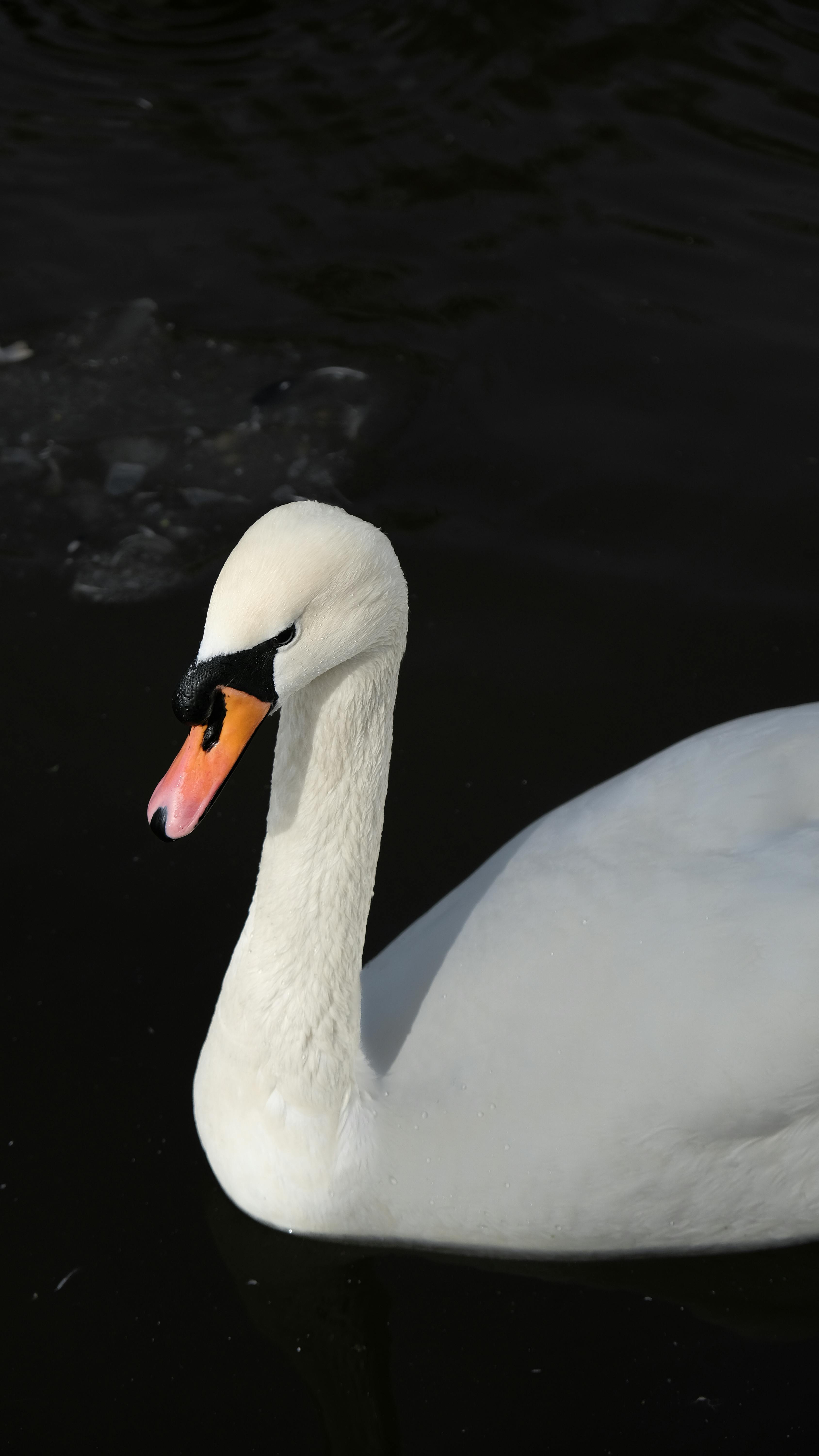 Egyptian Beak Photos, Download The BEST Free Egyptian Beak Stock Photos ...