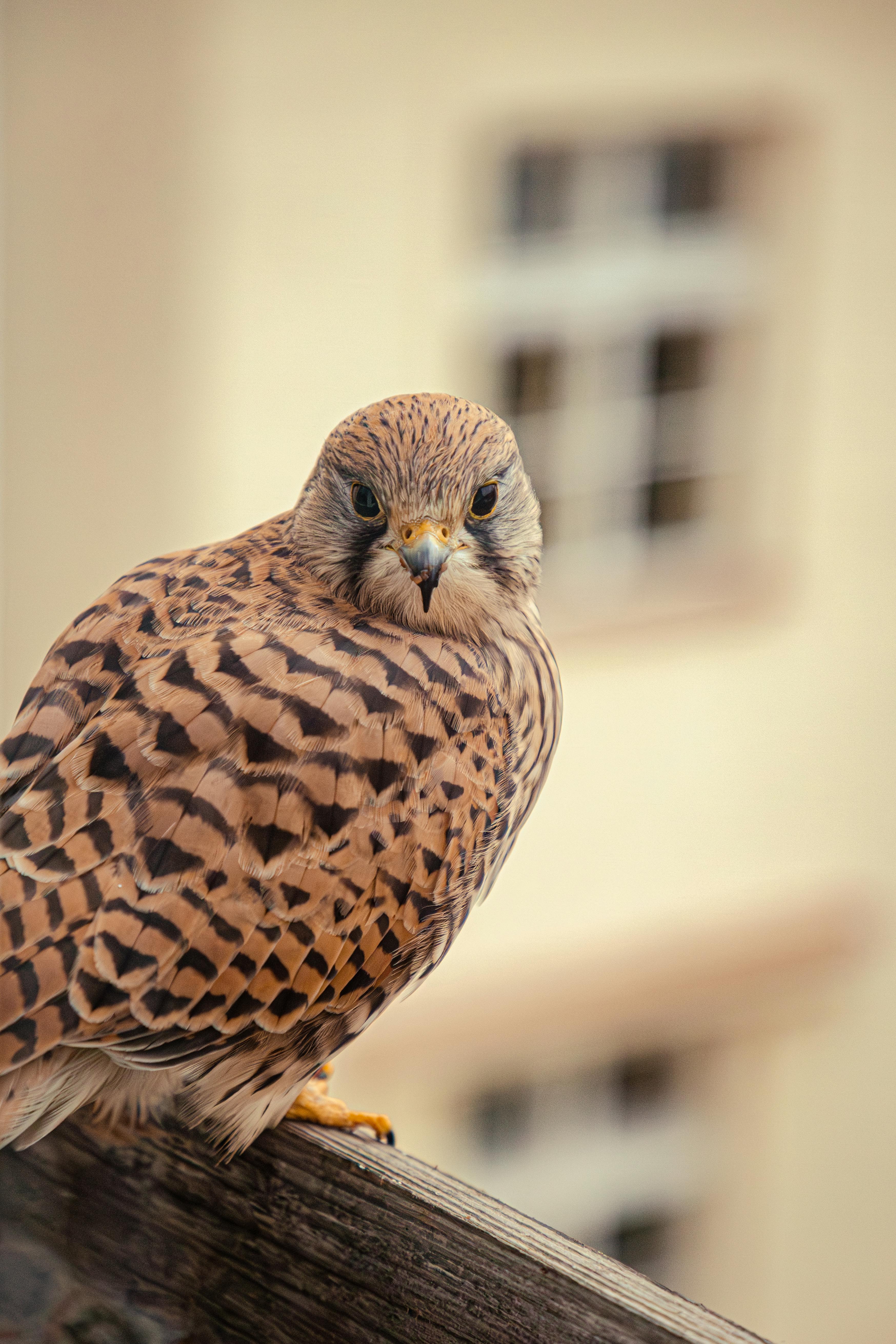 Kestrel Perching in City · Free Stock Photo
