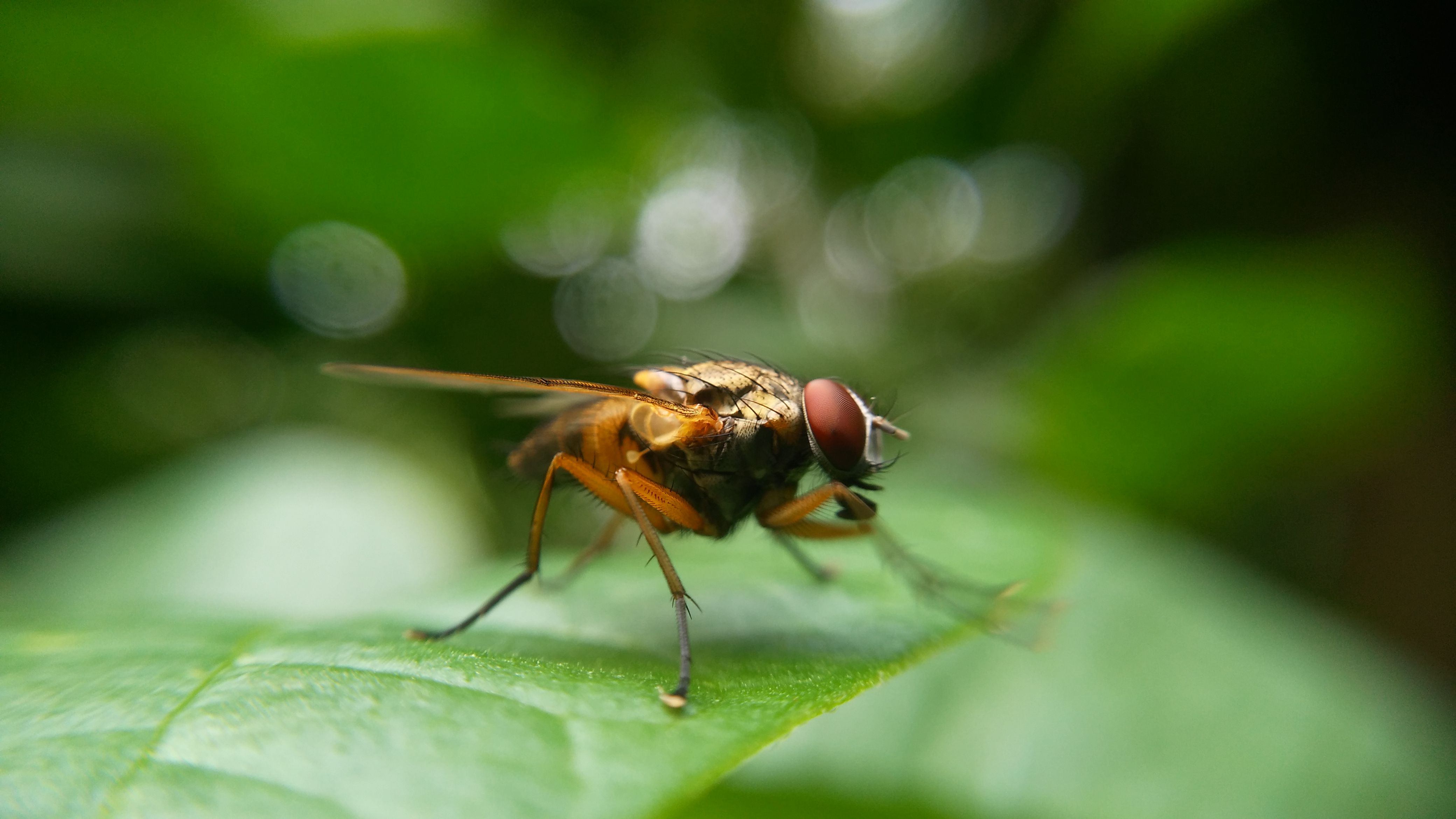 Free stock photo of dragon fly, plants