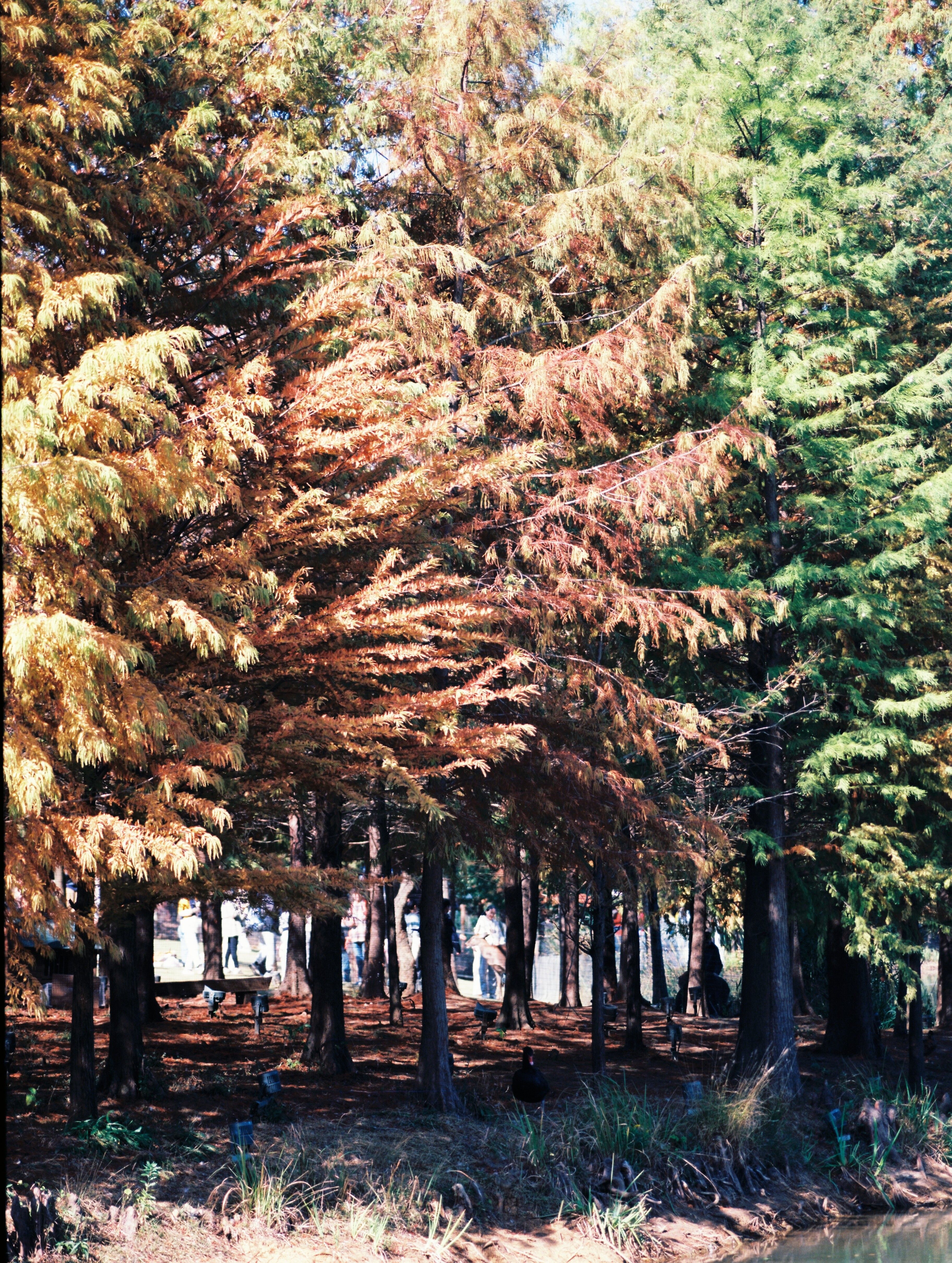 Park with Dry Trees · Free Stock Photo