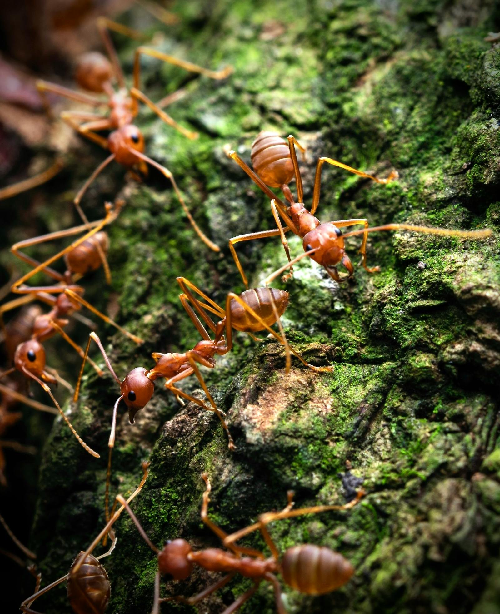Weaver Ants Photos, Download The BEST Free Weaver Ants Stock Photos ...