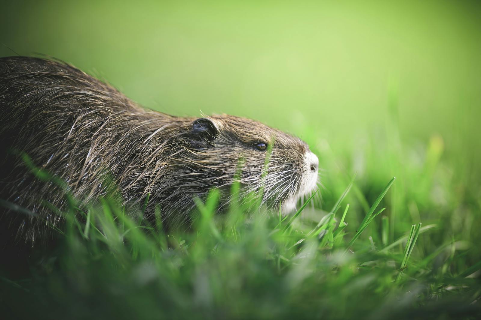 Beaver Photos, Download The BEST Free Beaver Stock Photos & HD Images