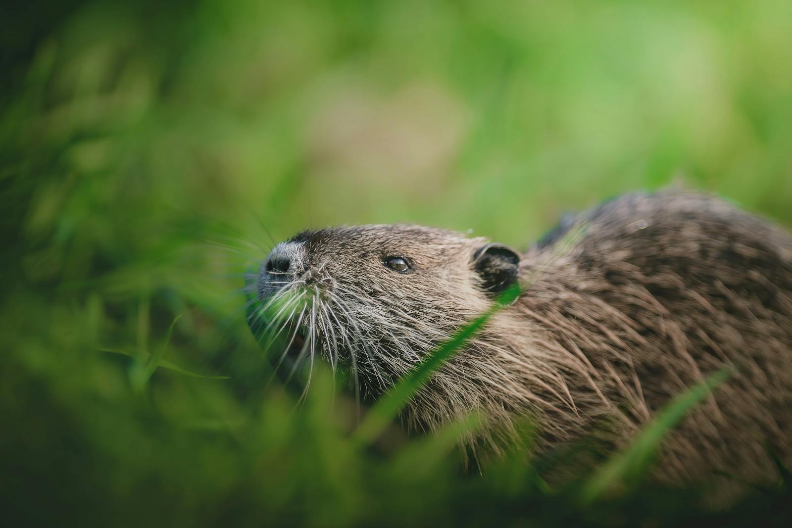 Beaver Photos, Download The BEST Free Beaver Stock Photos & HD Images