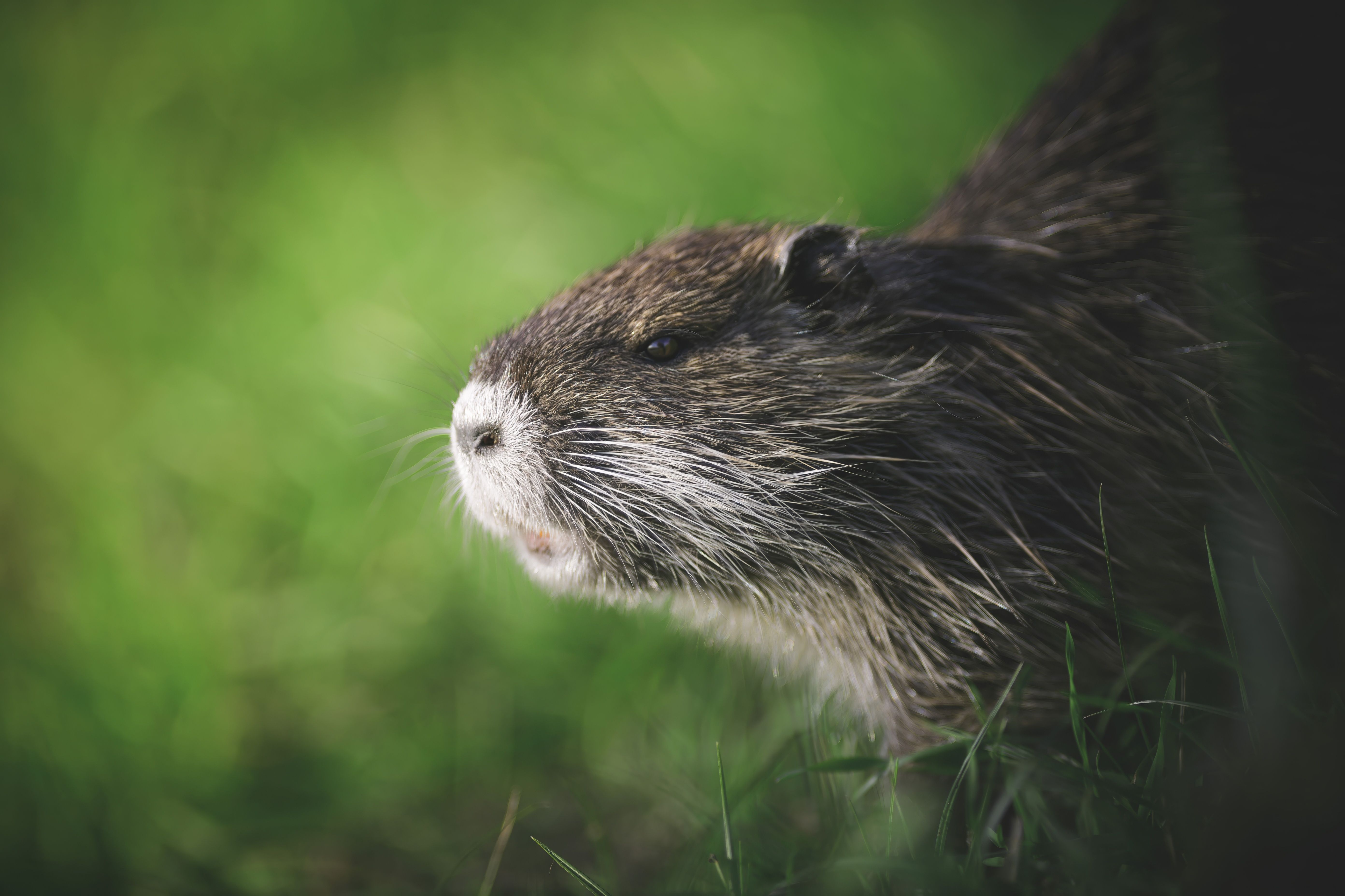 Close-up of a Nutria on a Grass Field · Free Stock Photo