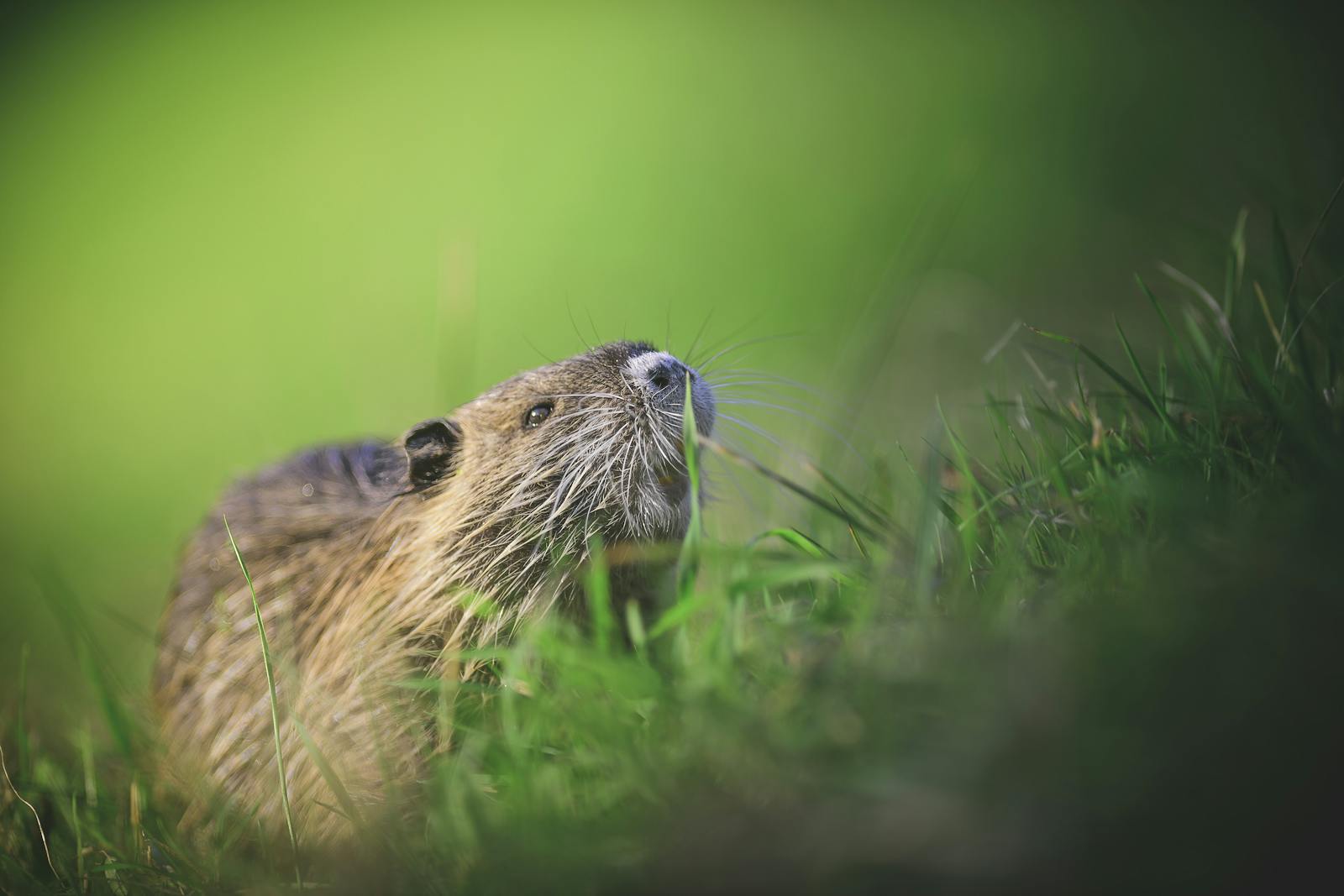 Beaver Photos, Download The BEST Free Beaver Stock Photos & HD Images