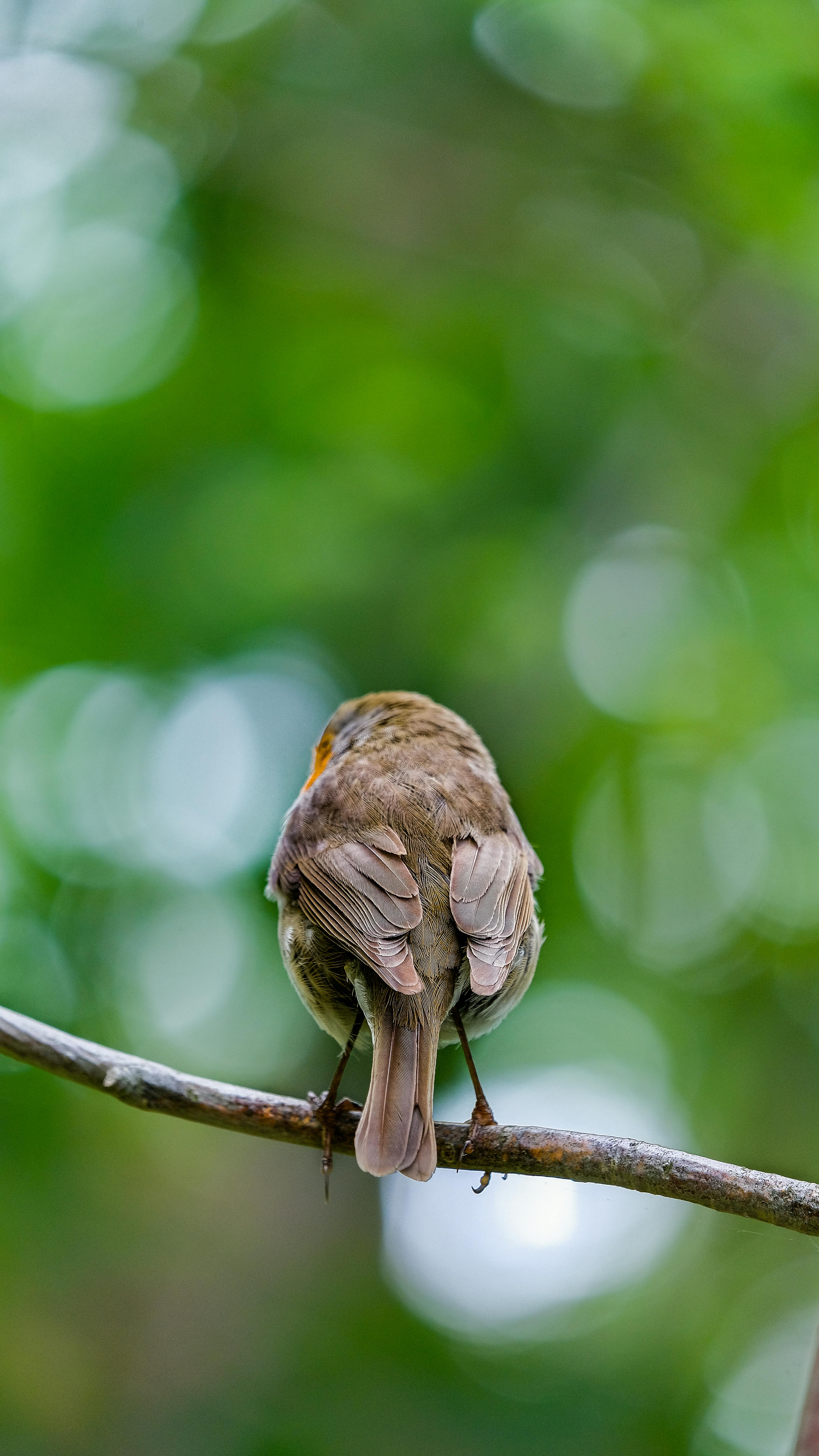 Back View of Small Bird on Branch · Free Stock Photo
