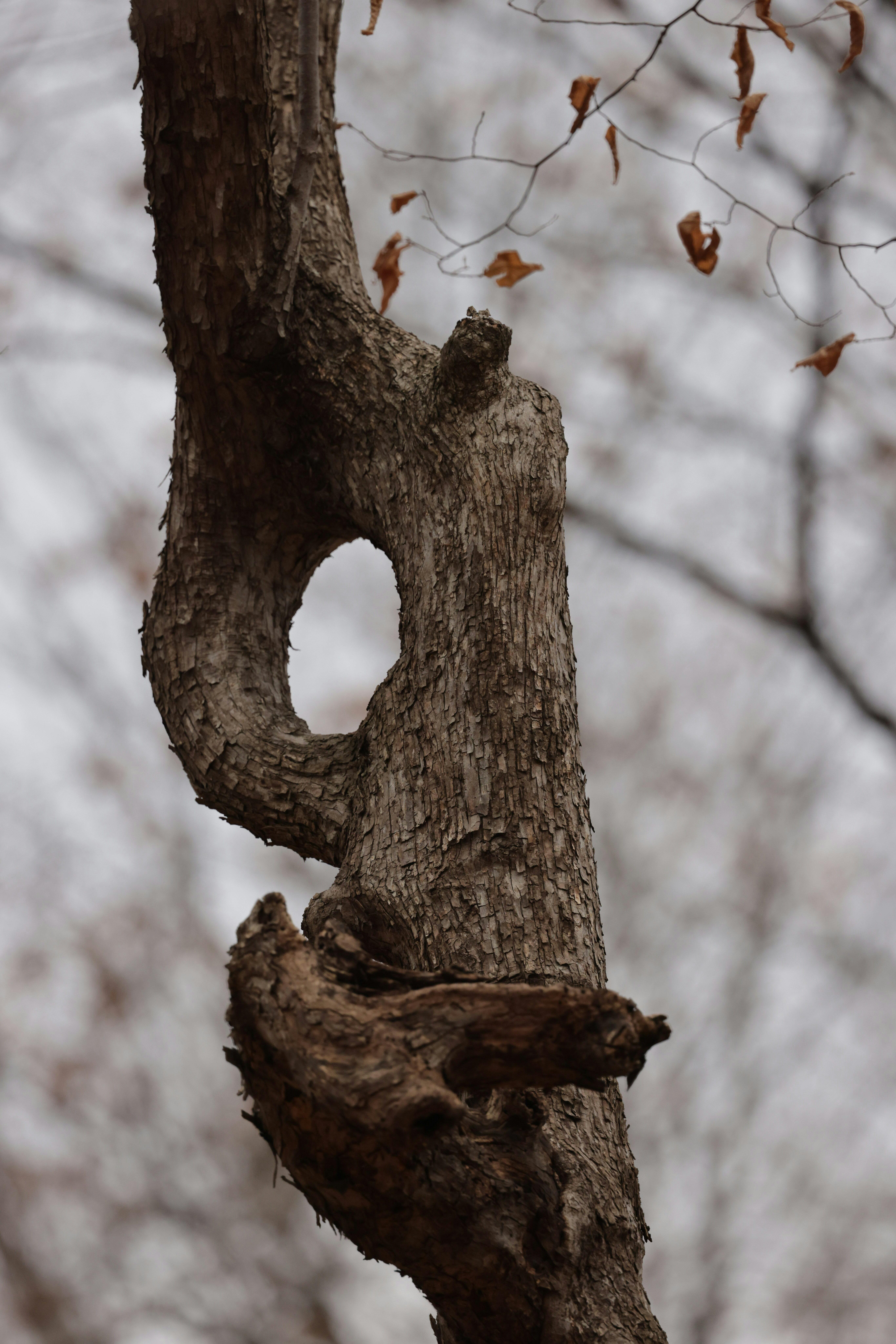 Bizarre Tree Branch · Free Stock Photo
