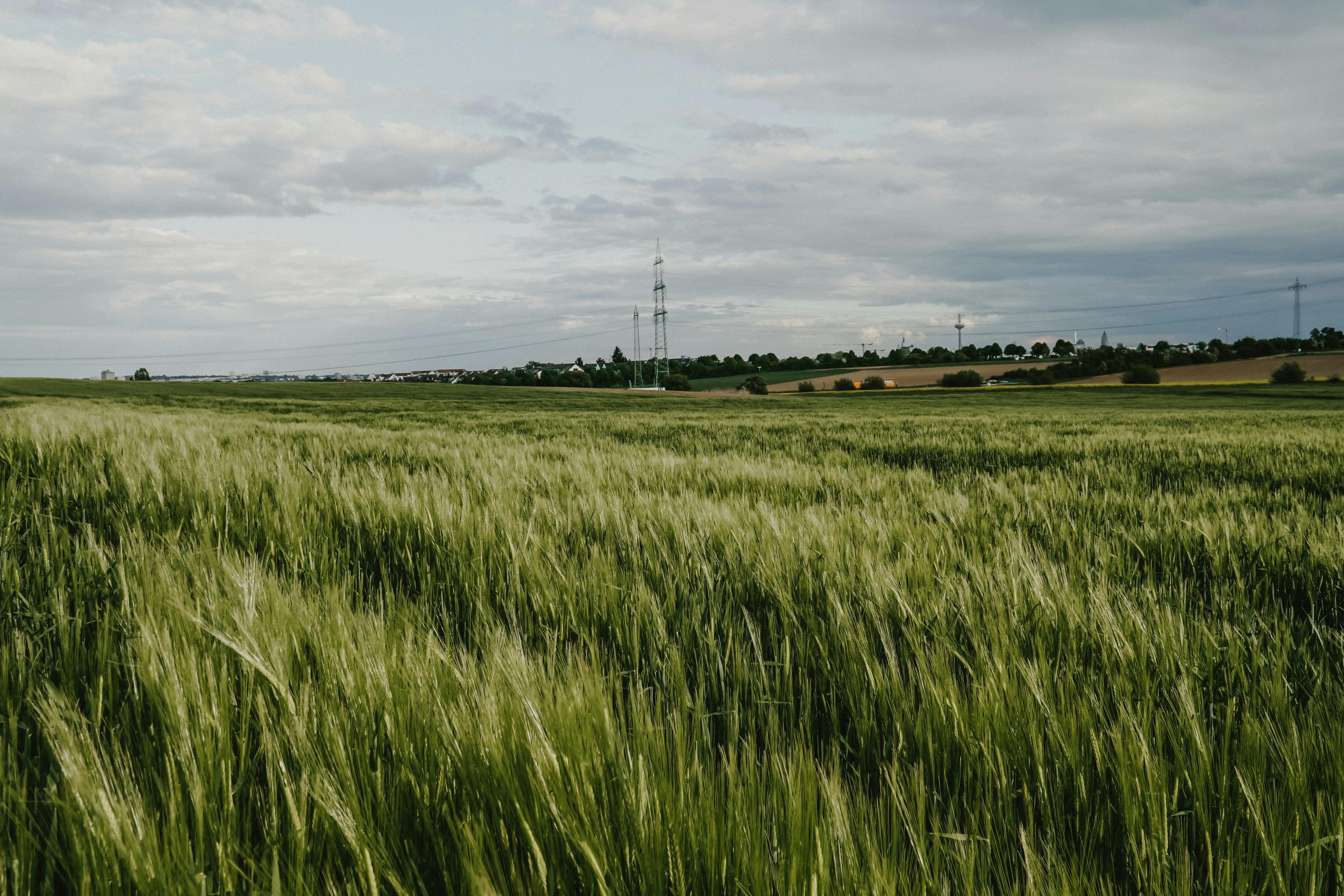 Barley Grass Power Photos, Download The BEST Free Barley Grass Power ...