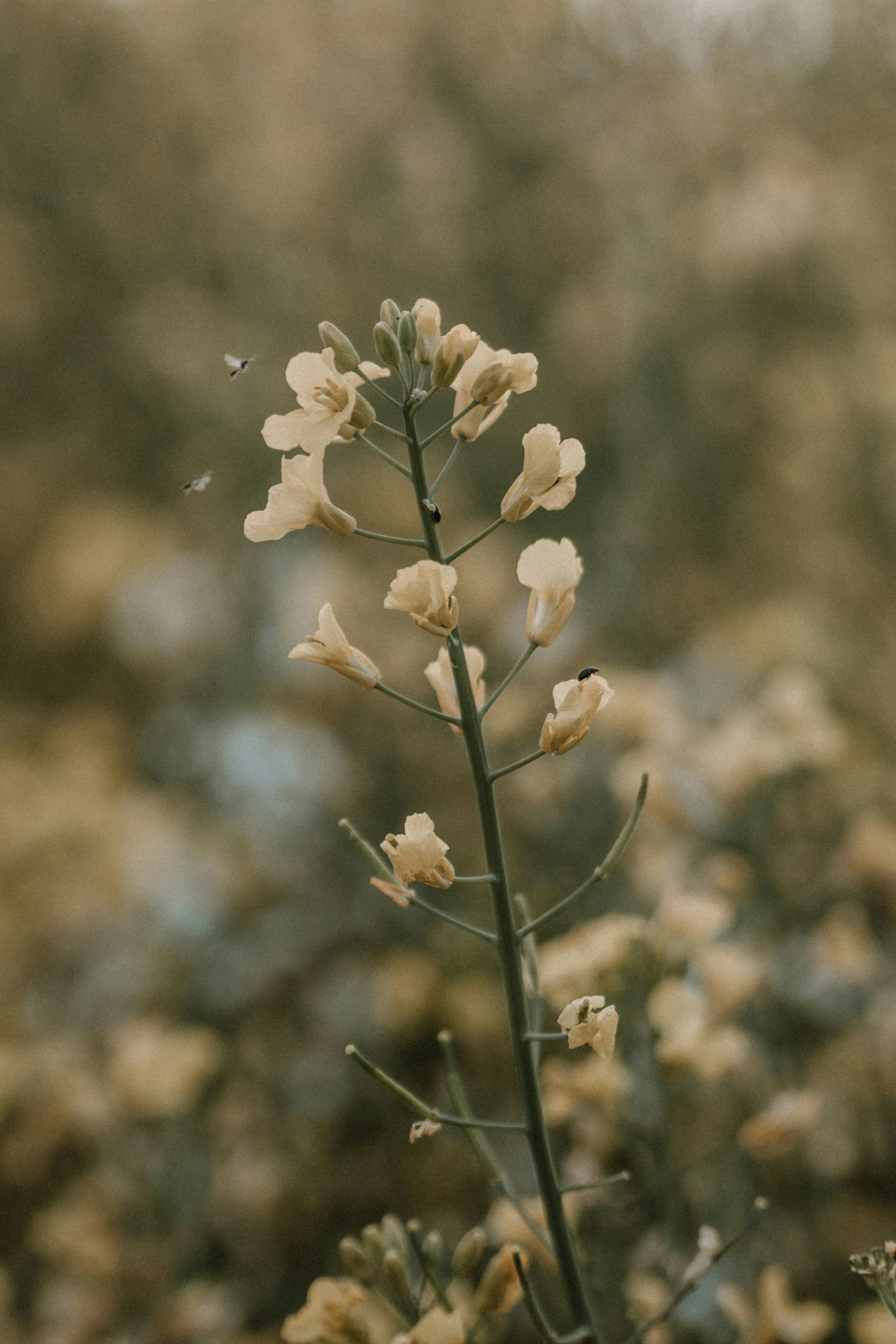 Close up of Thin Flowers · Free Stock Photo