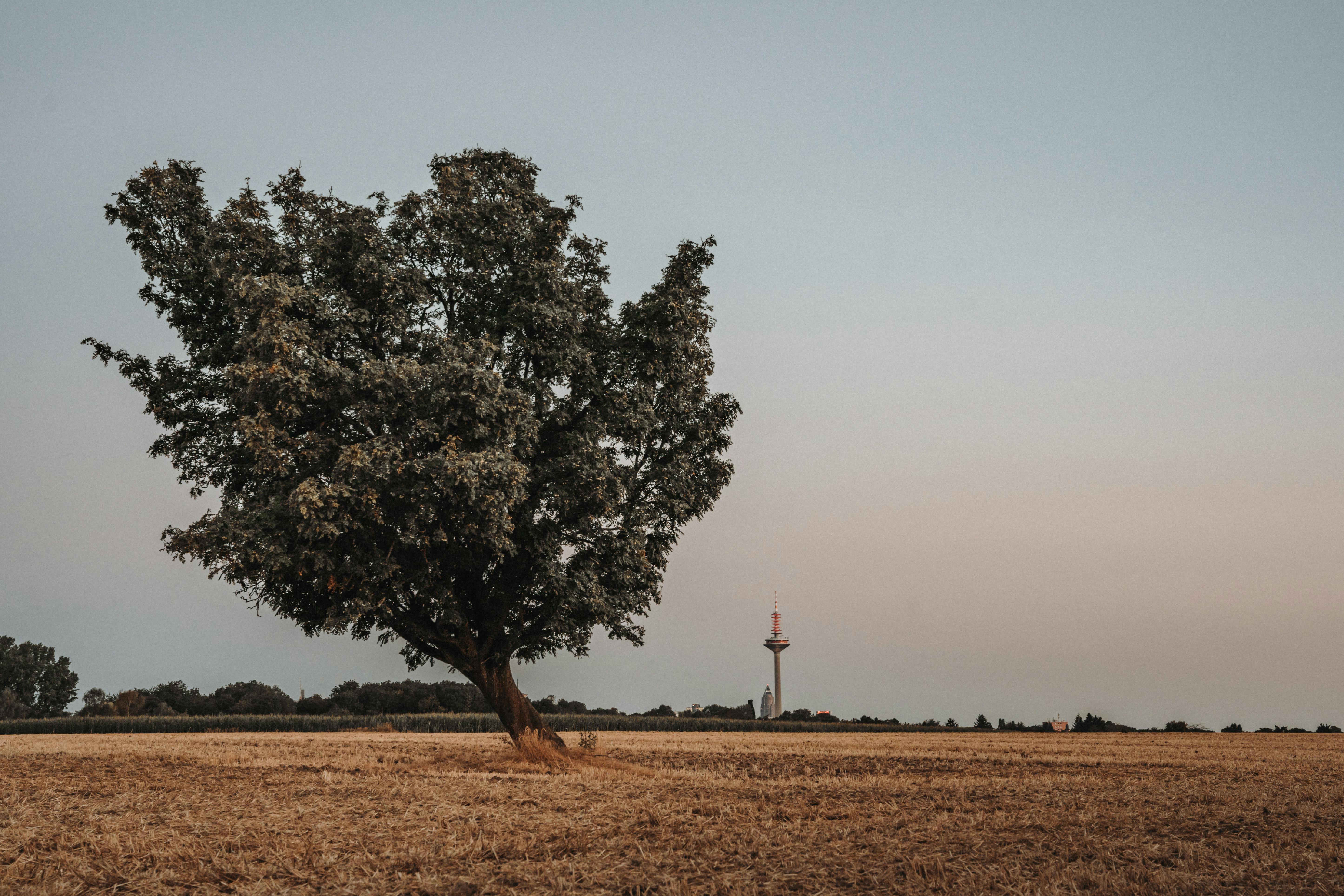 Single Tree in Countryside · Free Stock Photo