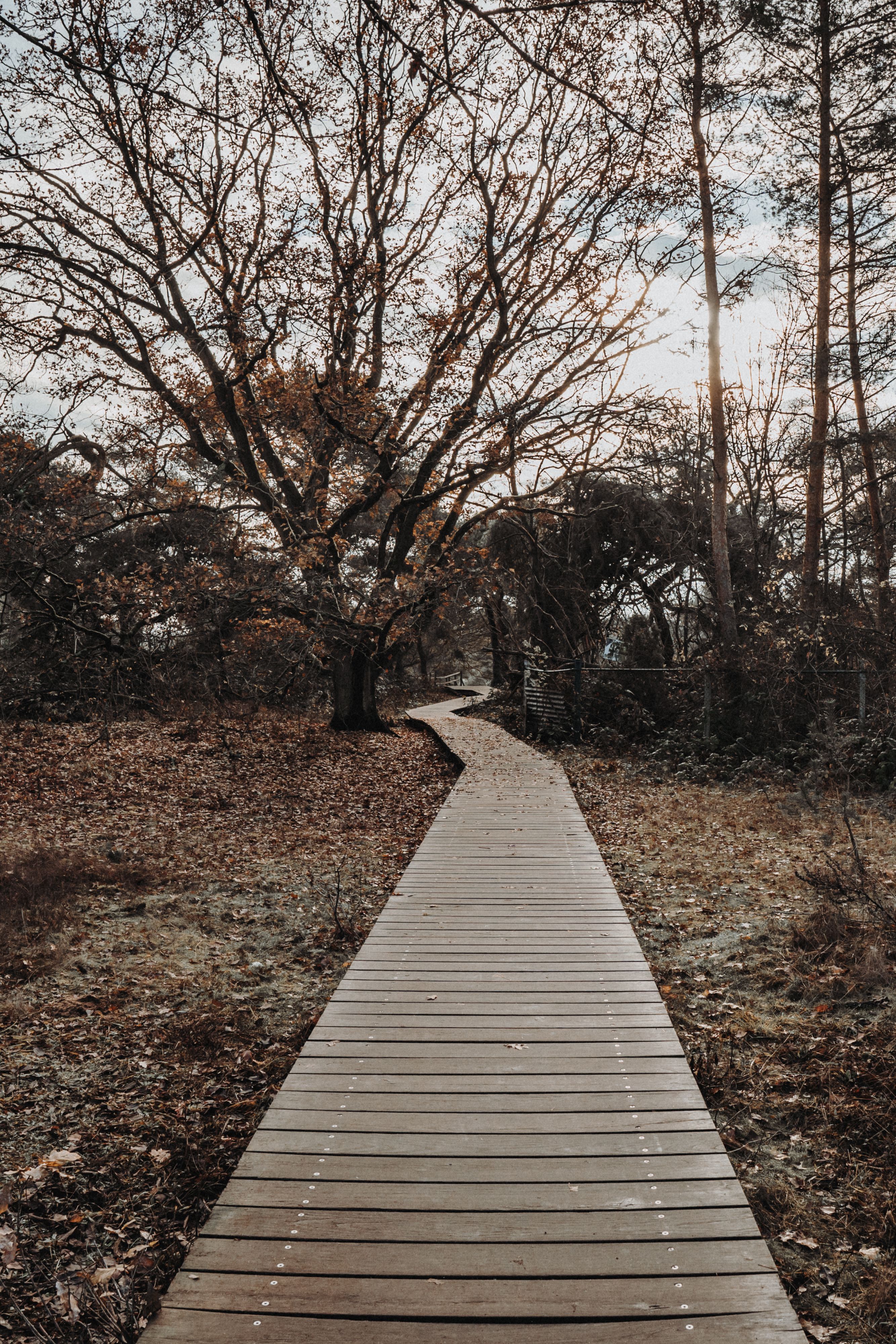 Boardwalk Through the Nature Park in Autumn · Free Stock Photo