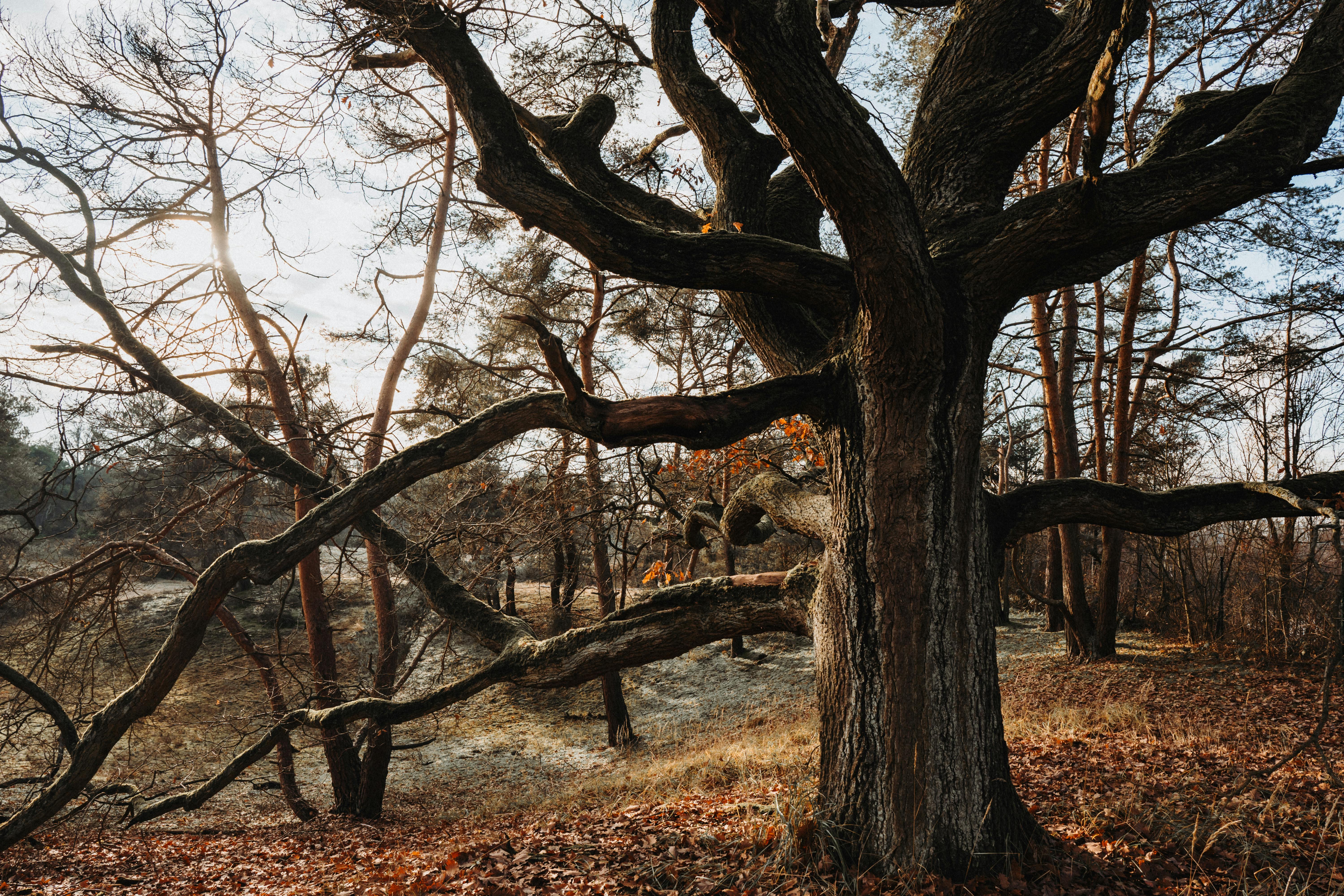 Barren Trees in Autumn · Free Stock Photo