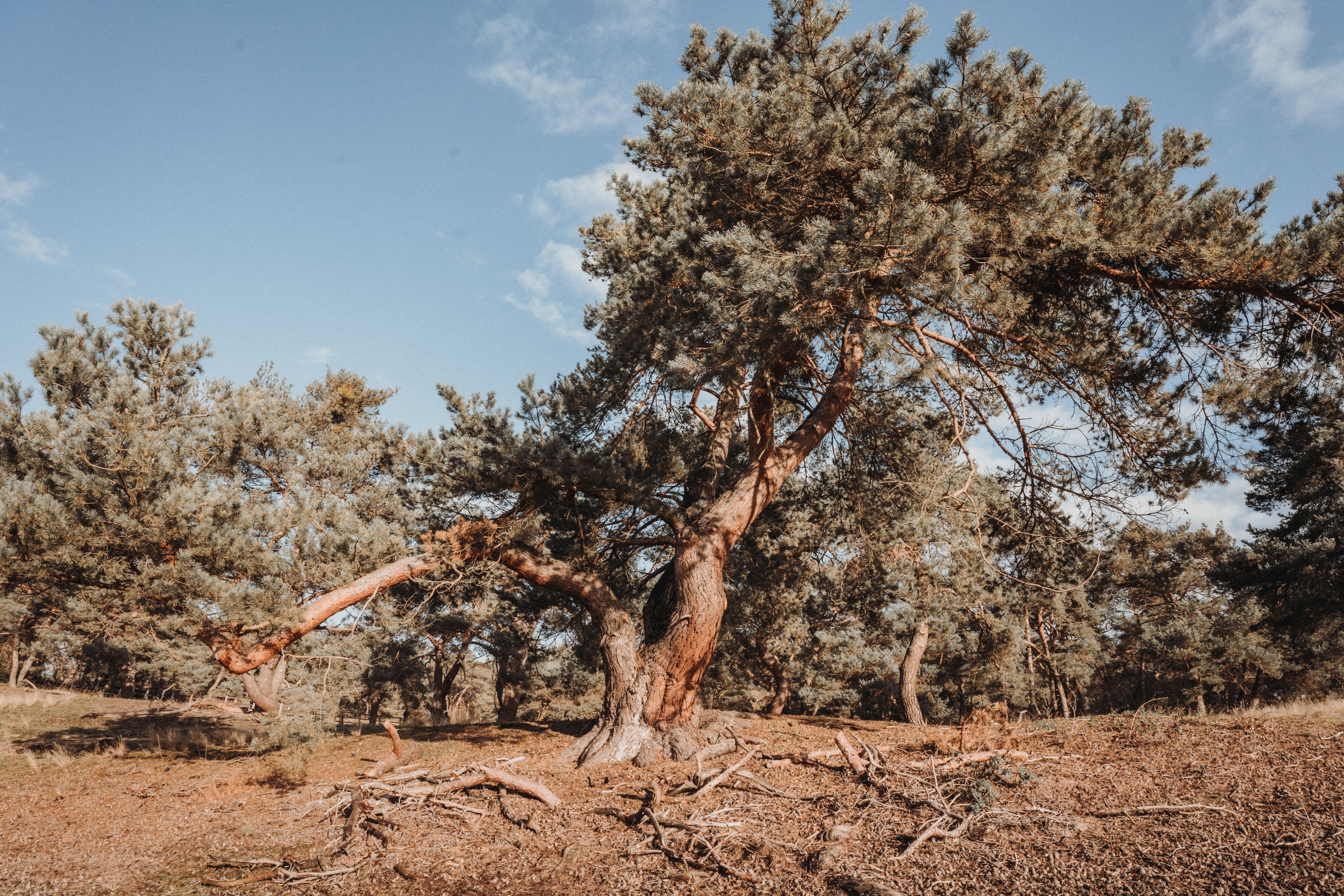 Old Pine in Park · Free Stock Photo