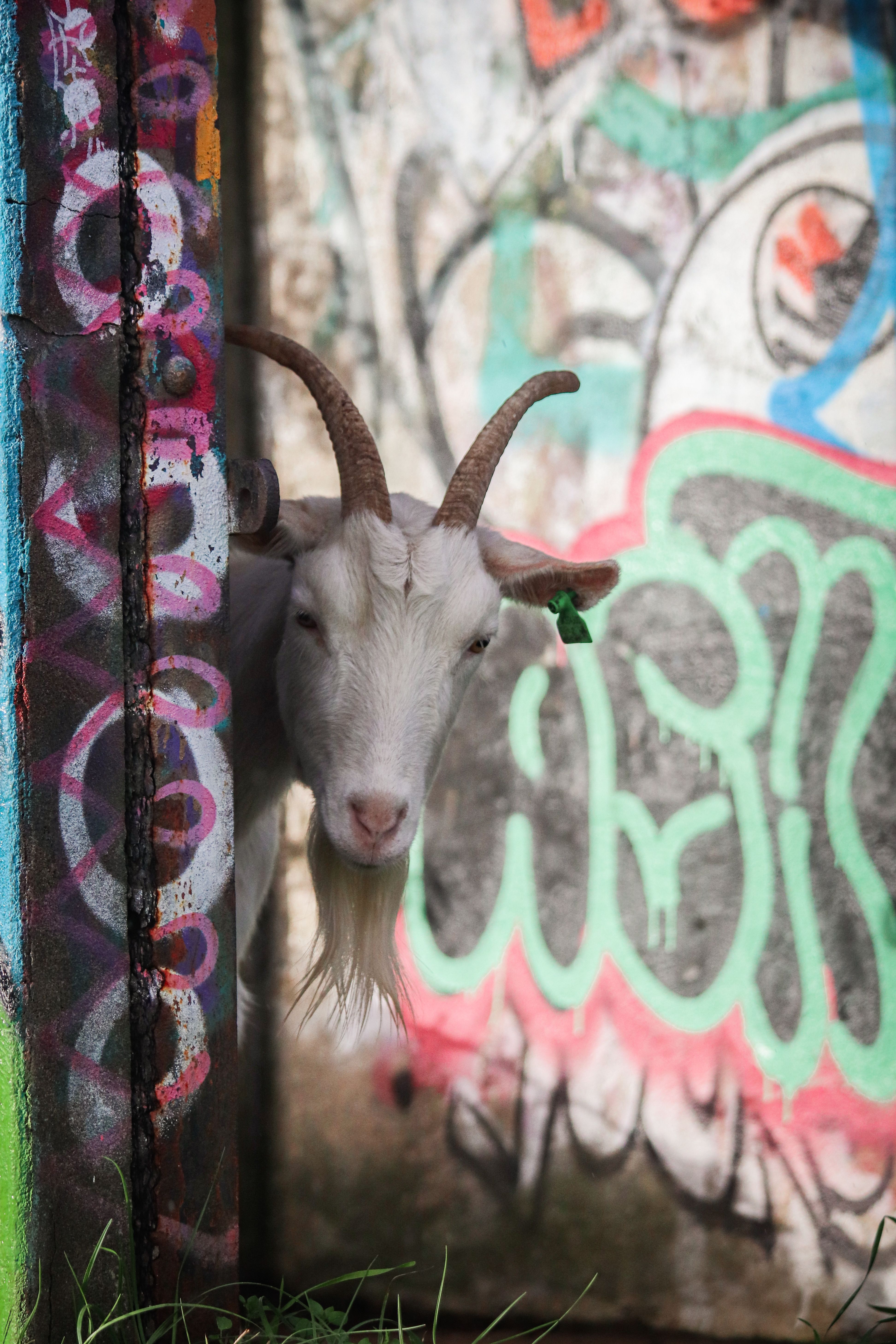A goat is peeking out from behind a graffiti covered wall · Free Stock ...