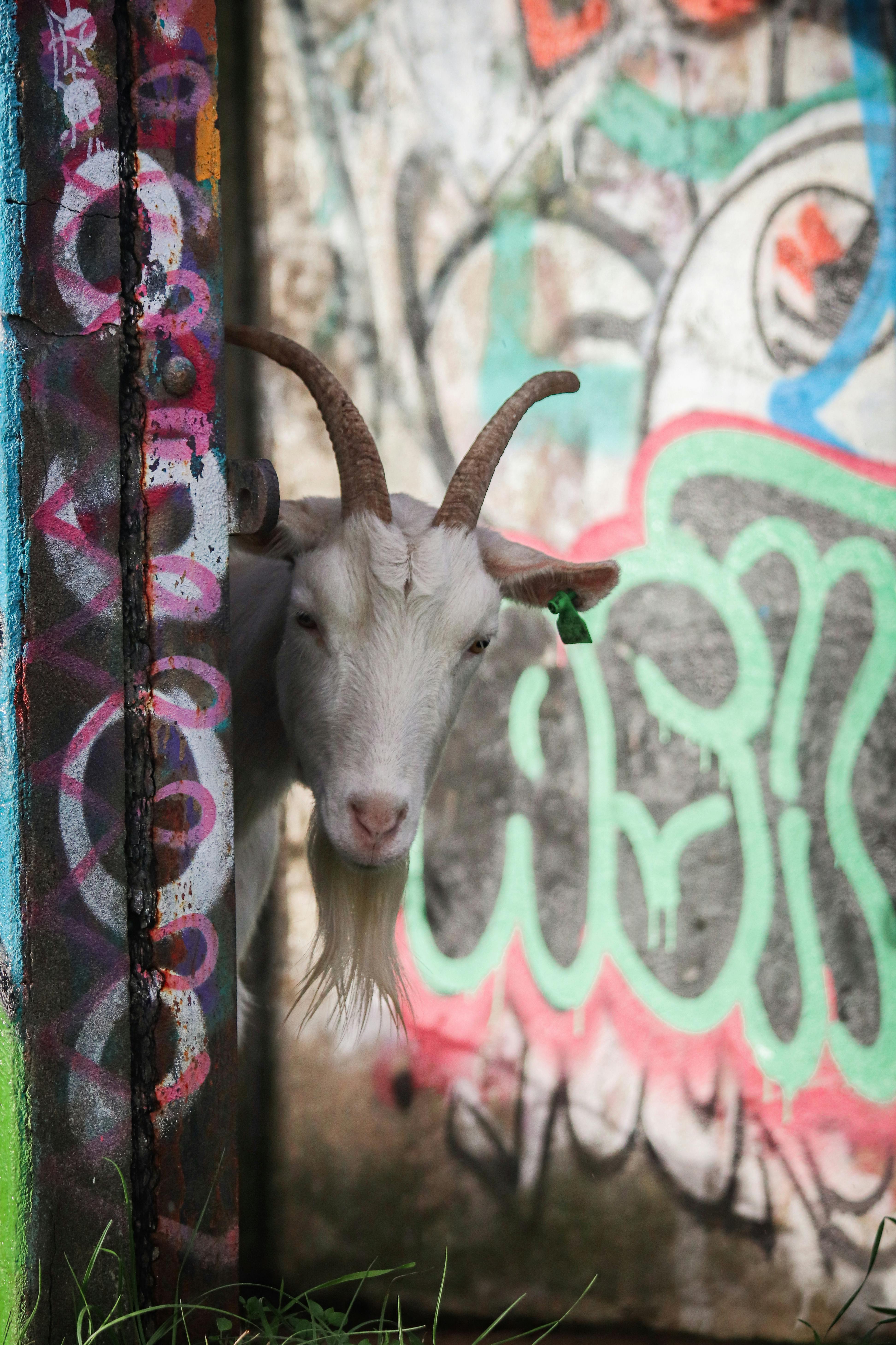 Head of Goat among Graffiti · Free Stock Photo