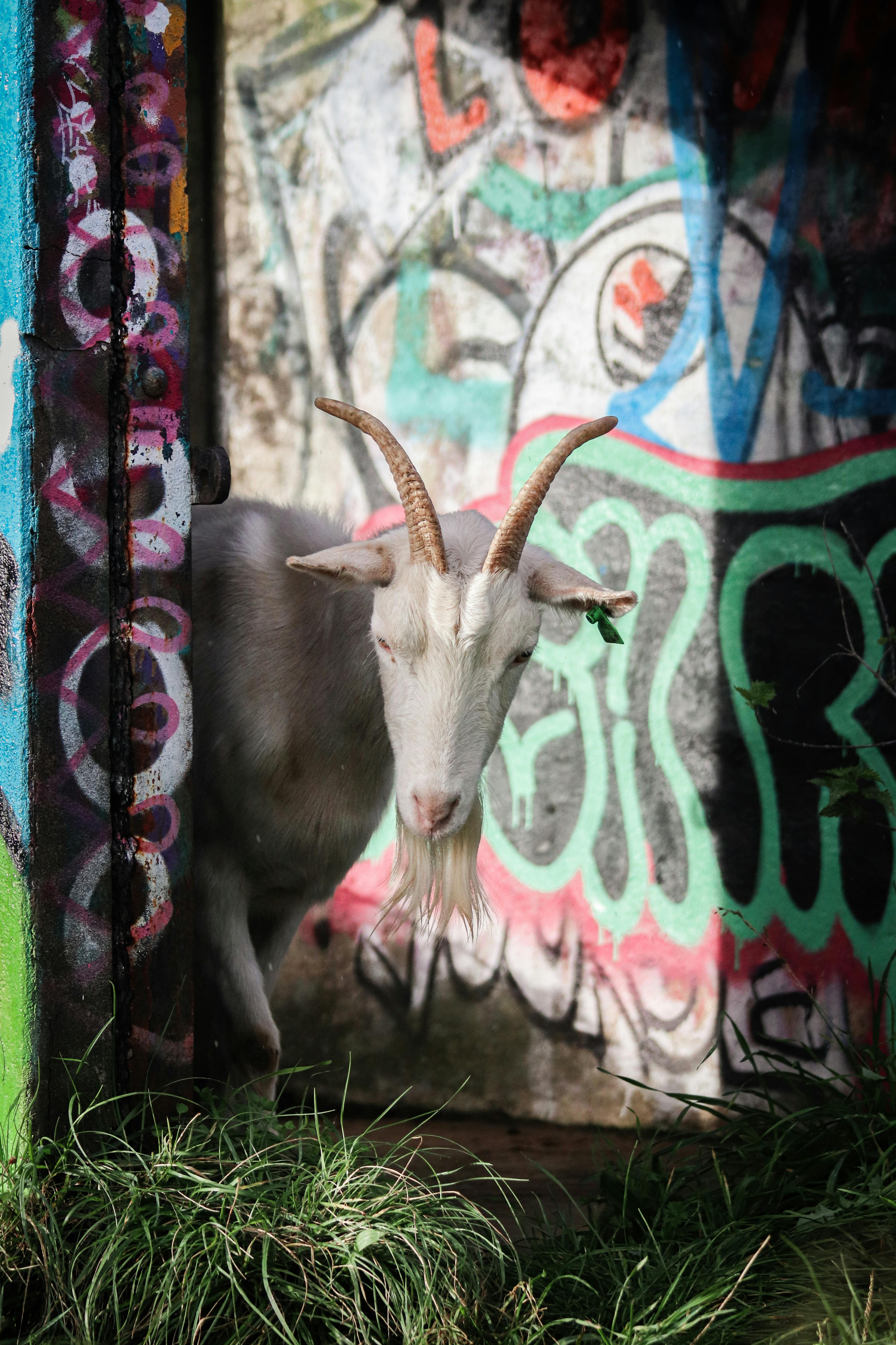 Goat among Graffiti · Free Stock Photo