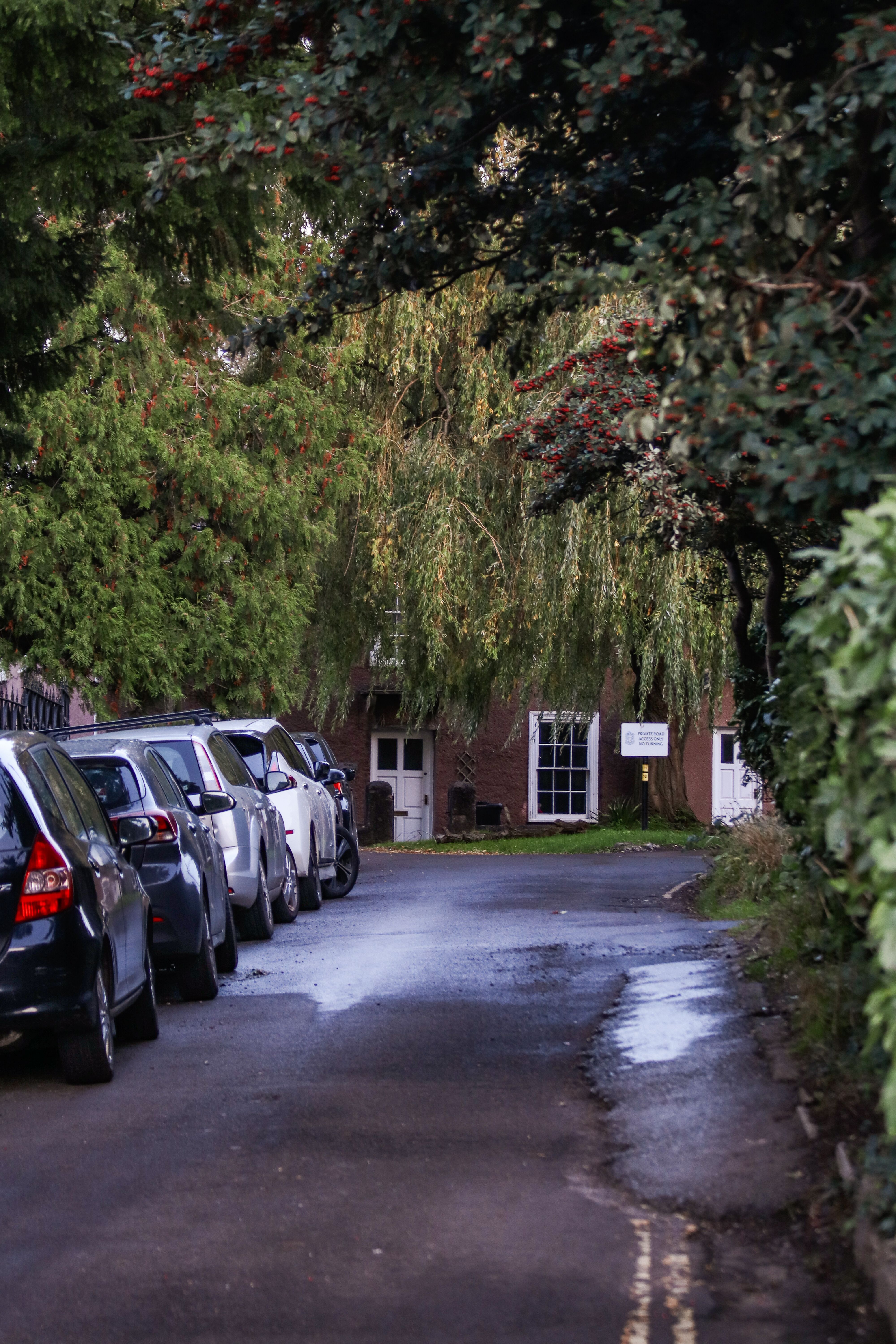 Street among Trees · Free Stock Photo