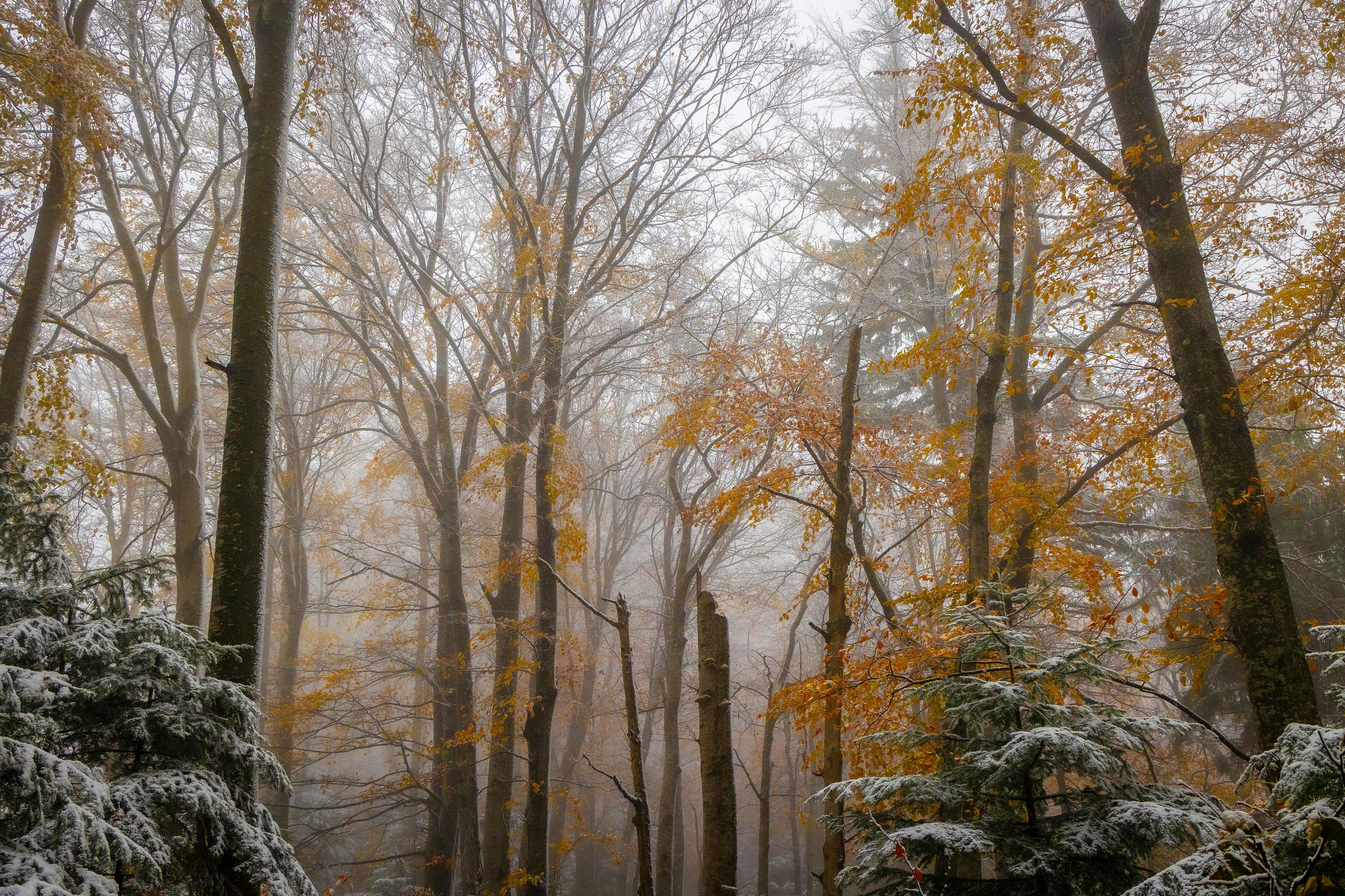 Almost winter · Free Stock Photo