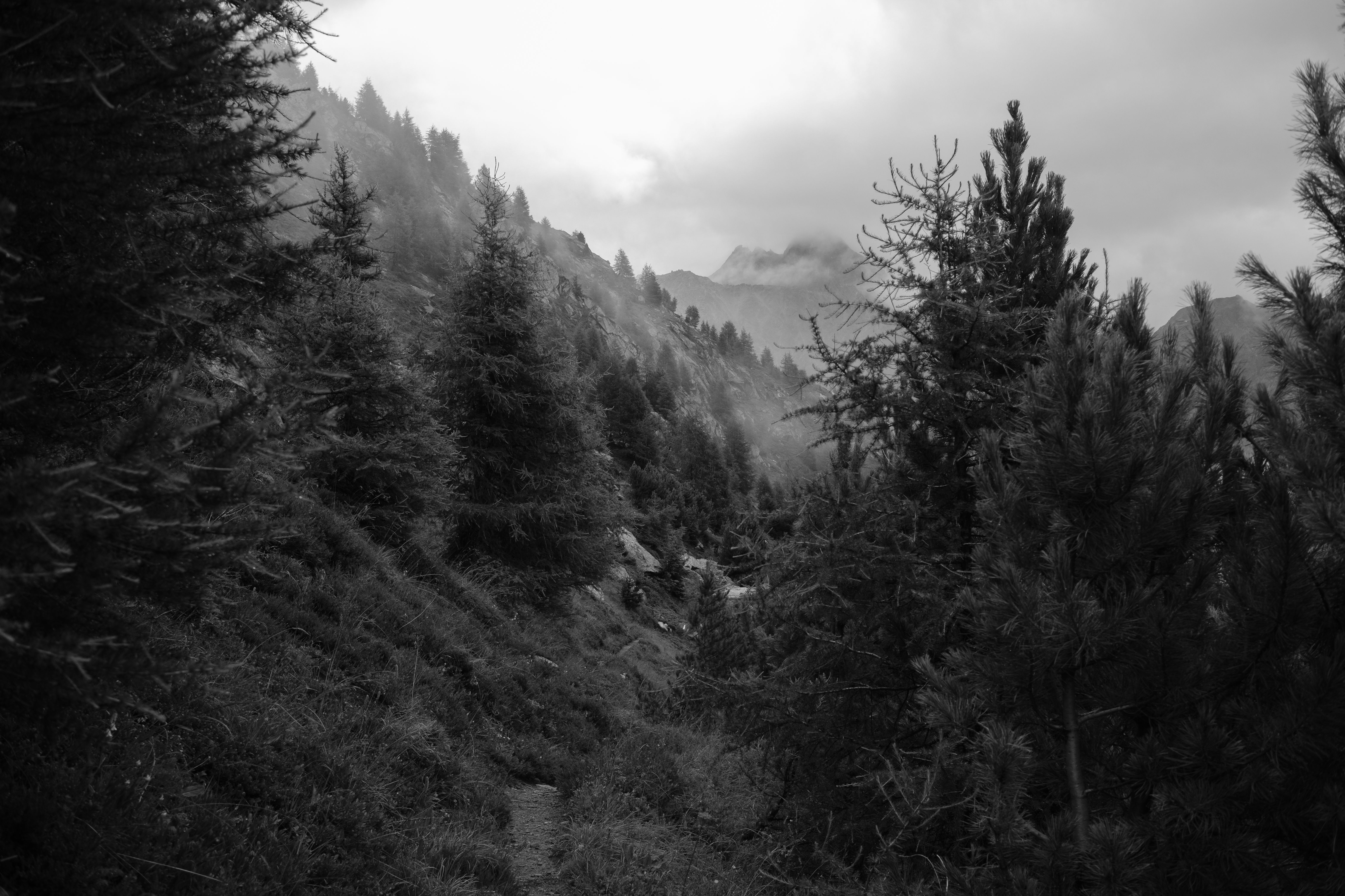 Deep, Evergreen Forest in Black and White · Free Stock Photo