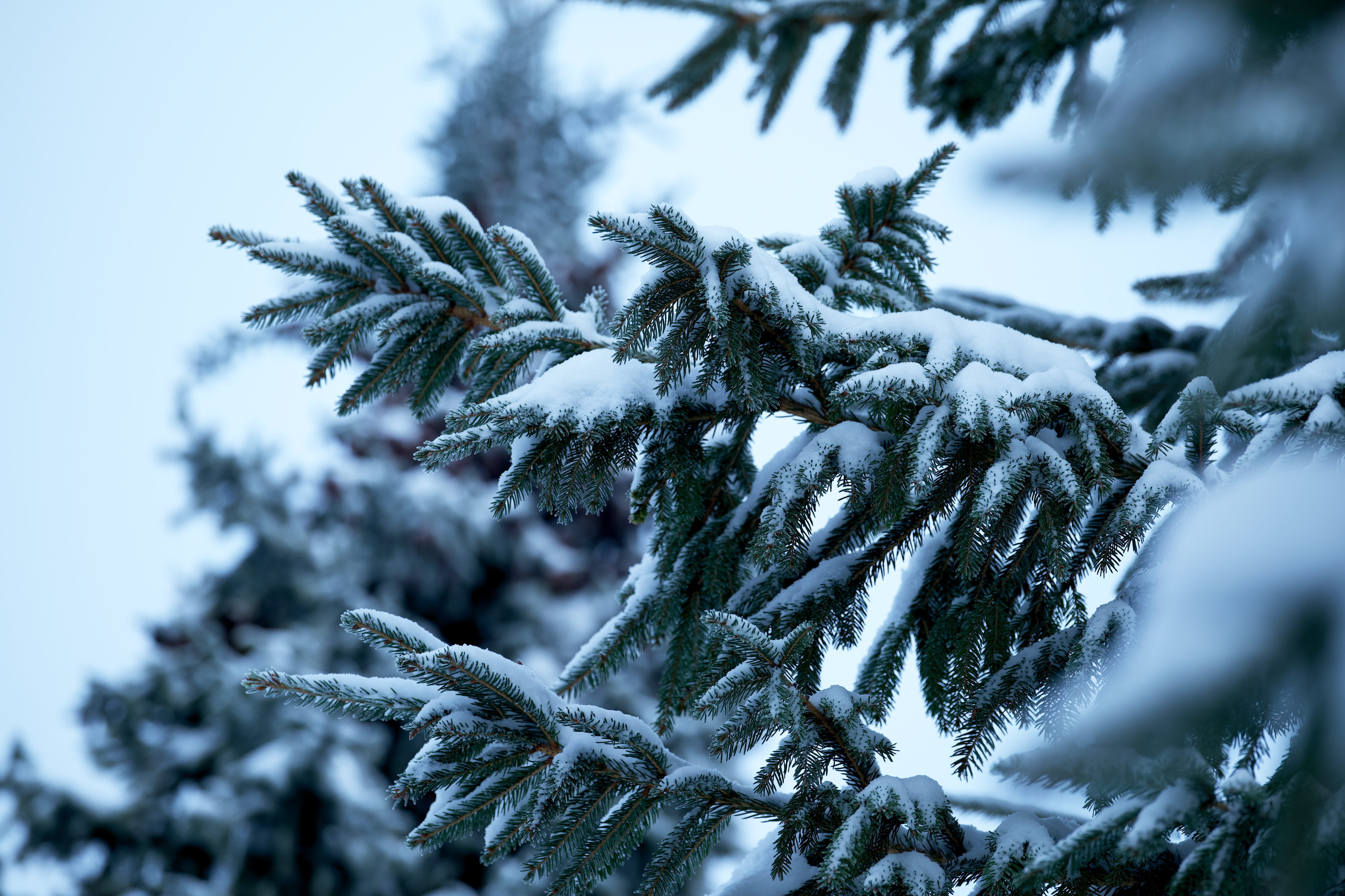 Snow And Spruce Wallpaper Snowy Spruces | Nat Geo Photo Of The Day
