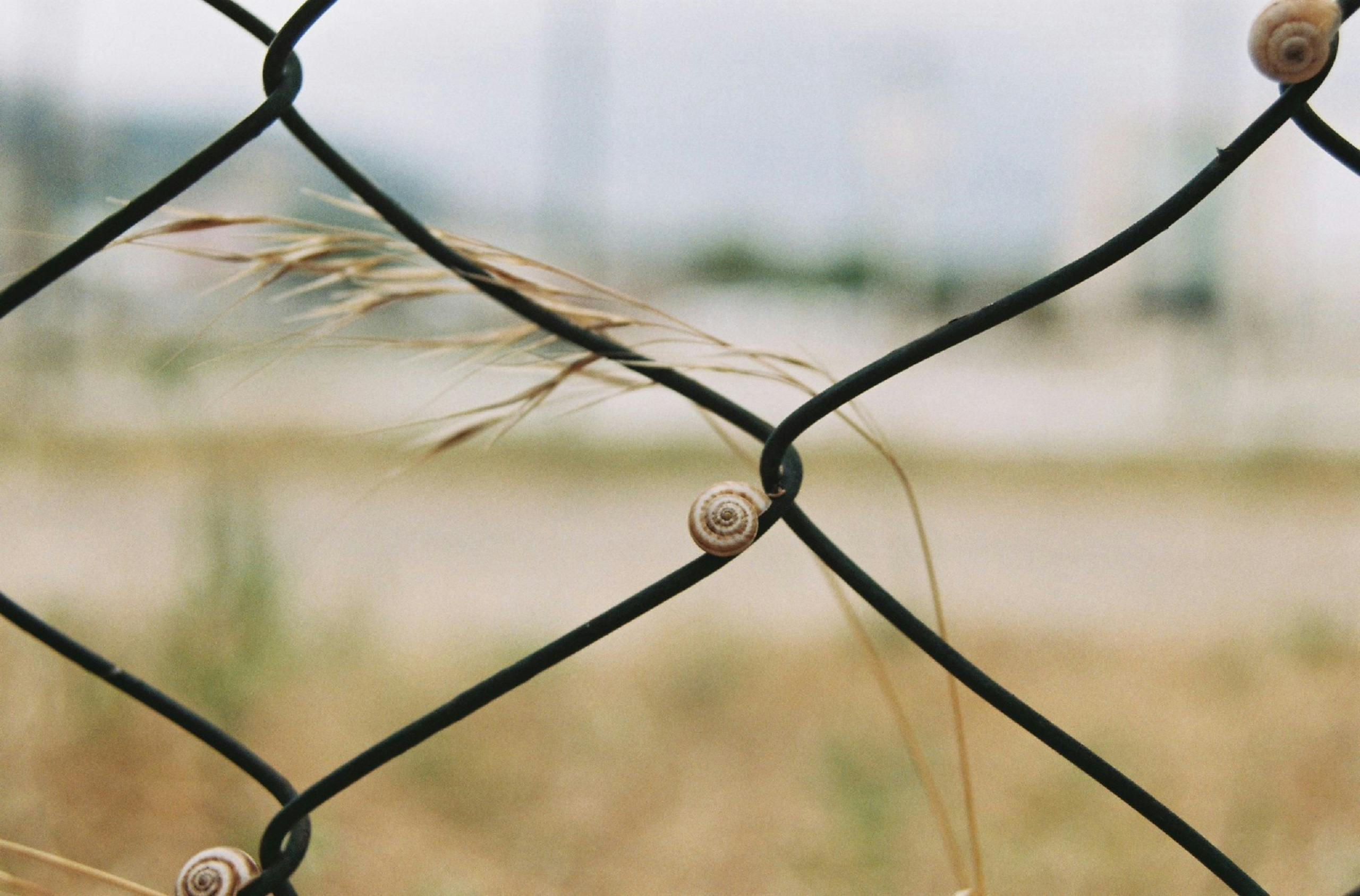 Snail Shells on Fence Wires · Free Stock Photo